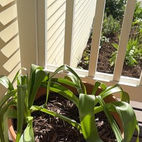 Allium 'Gladiator' Plant Care: Water, Light, Nutrients | Greg App 🌱