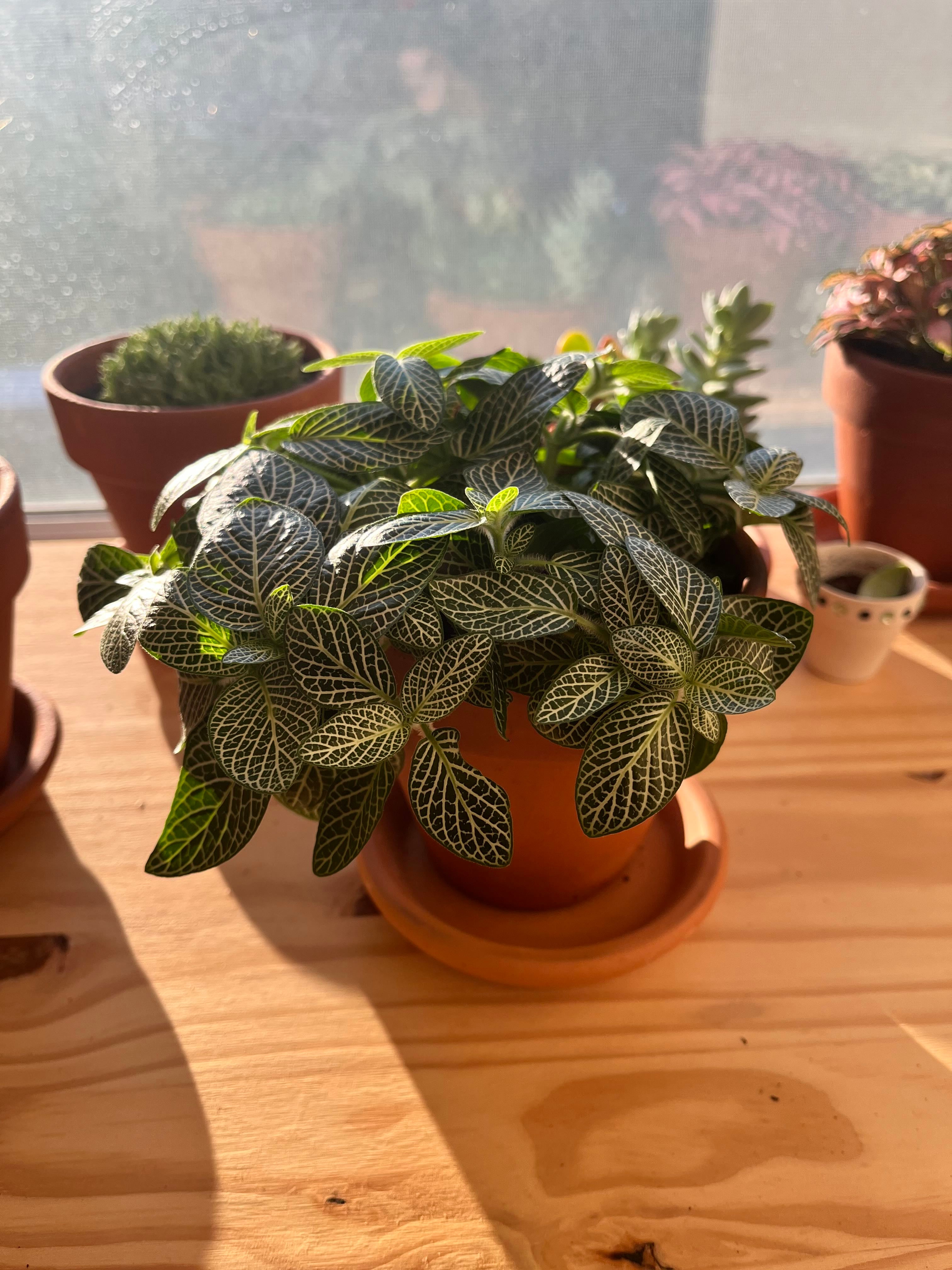 'Ruby Red' Nerve Plant Care 101: Water, Light & Growing Tips