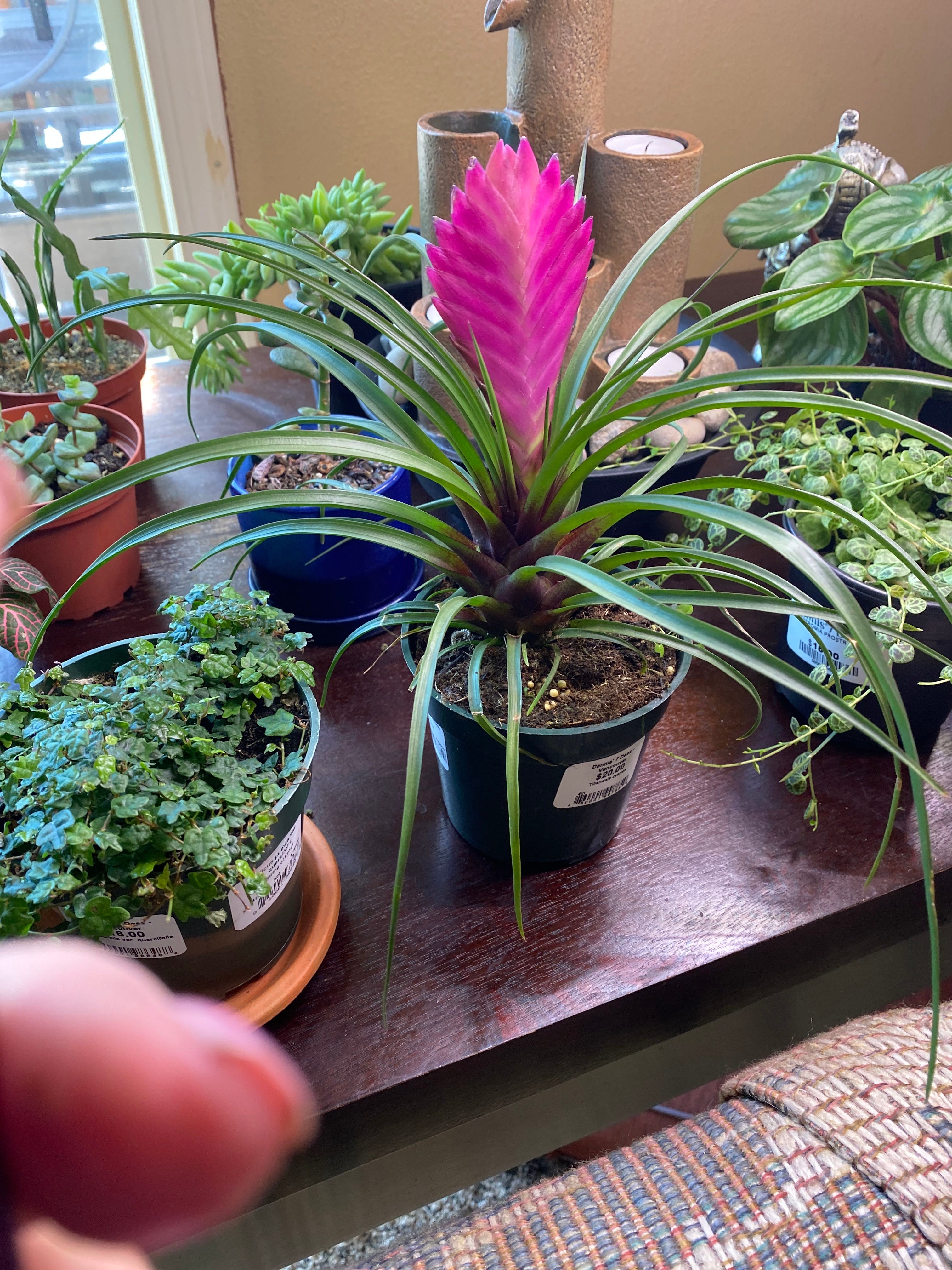 How to Care for Pink Quill Plant: Mastering Water, Sunlight & More