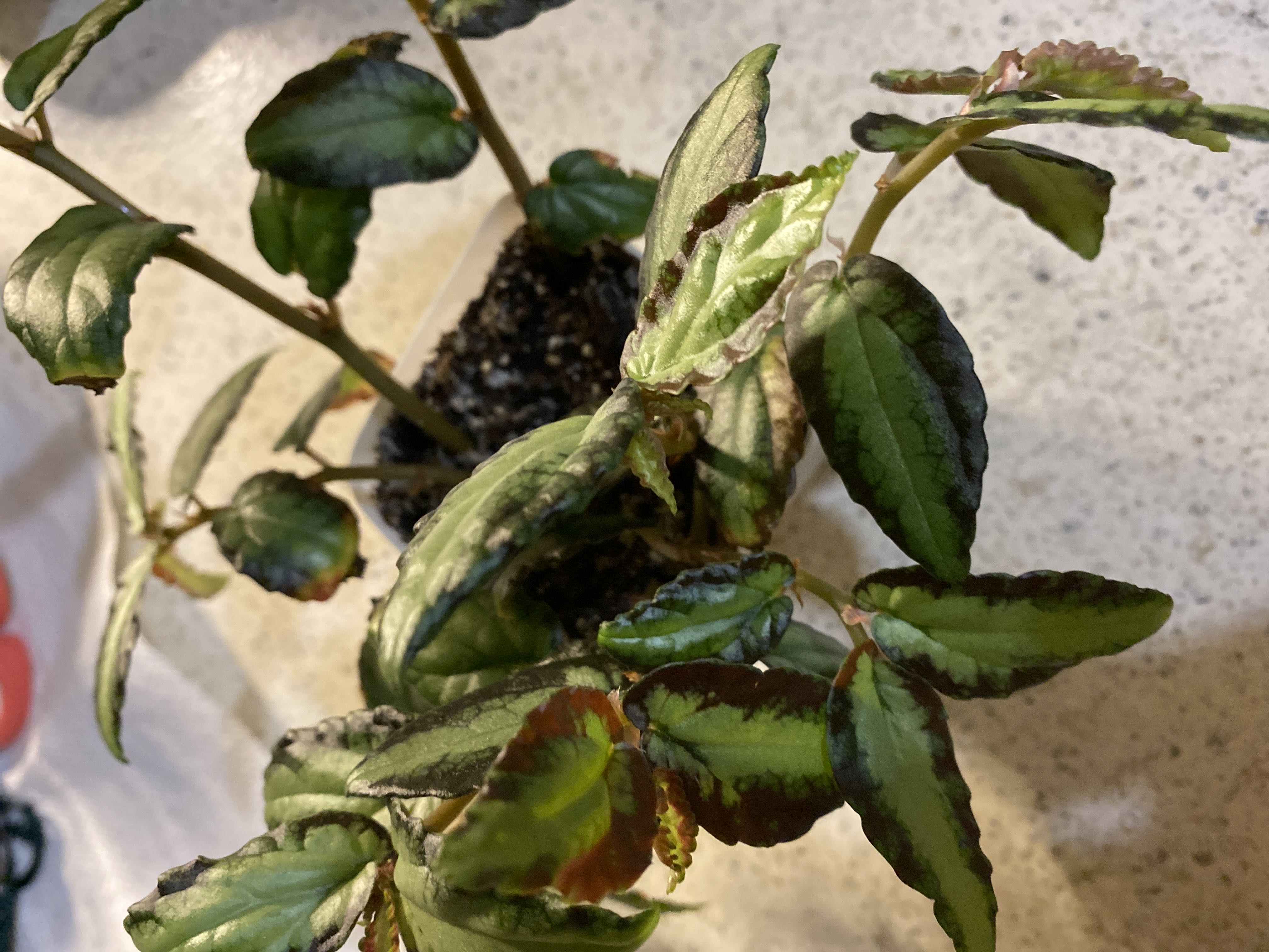 Peperomia 'Amigo Marcello' Plant Care: Water, Light, Nutrients | Greg App 🌱