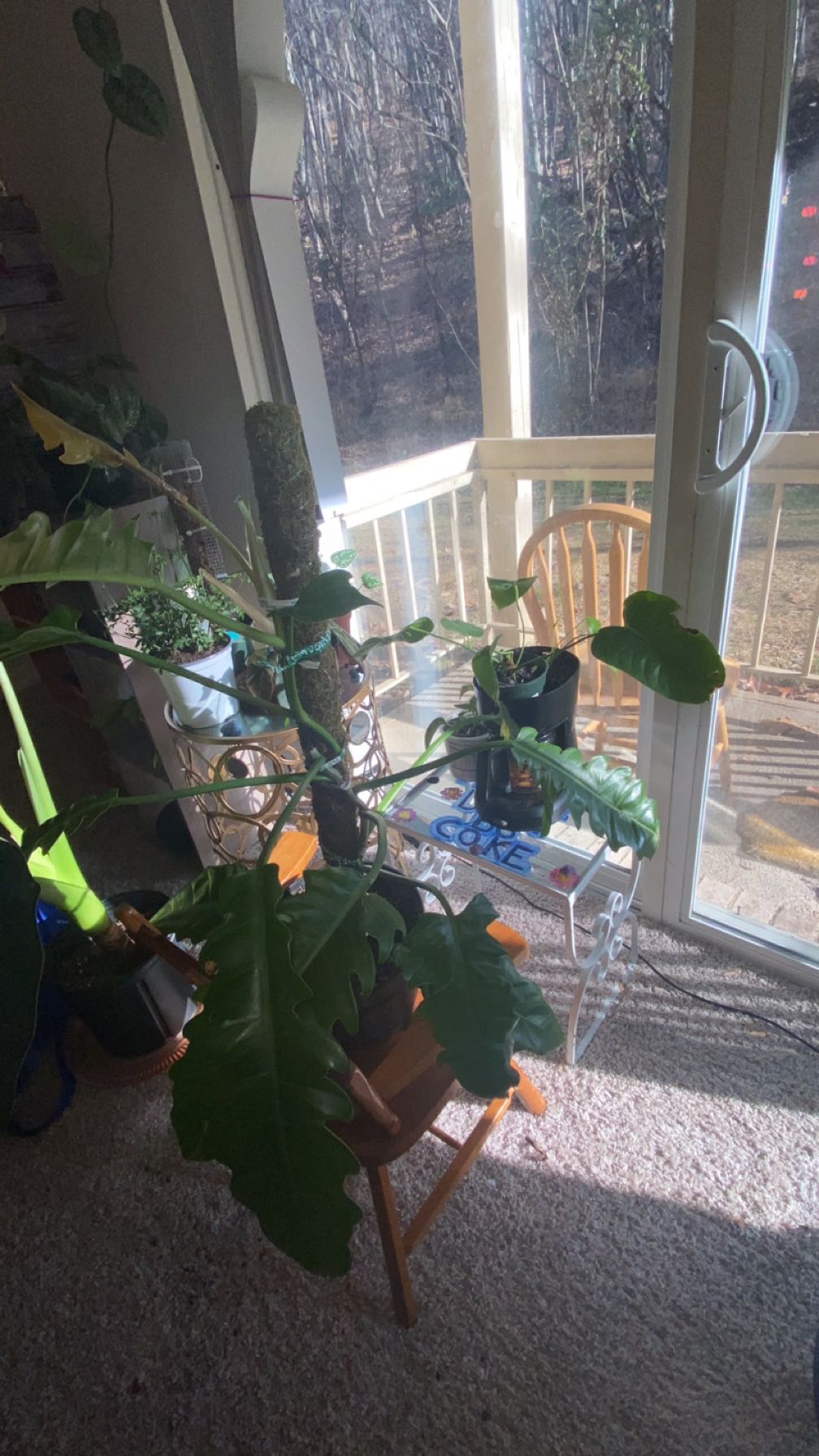 The Complete Rudolph Philodendron Plant Care Guide: Water, Light & Beyond