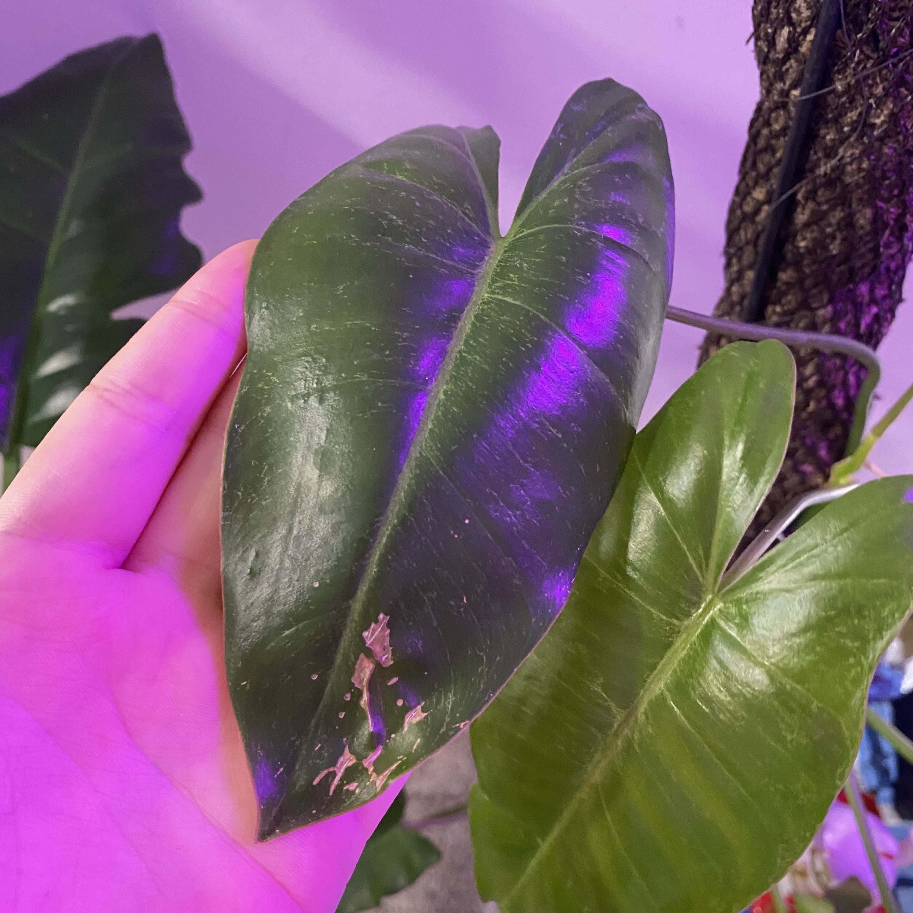 Philodendron Red Heart Plant Care: Water, Light, Nutrients | Greg App 🌱
