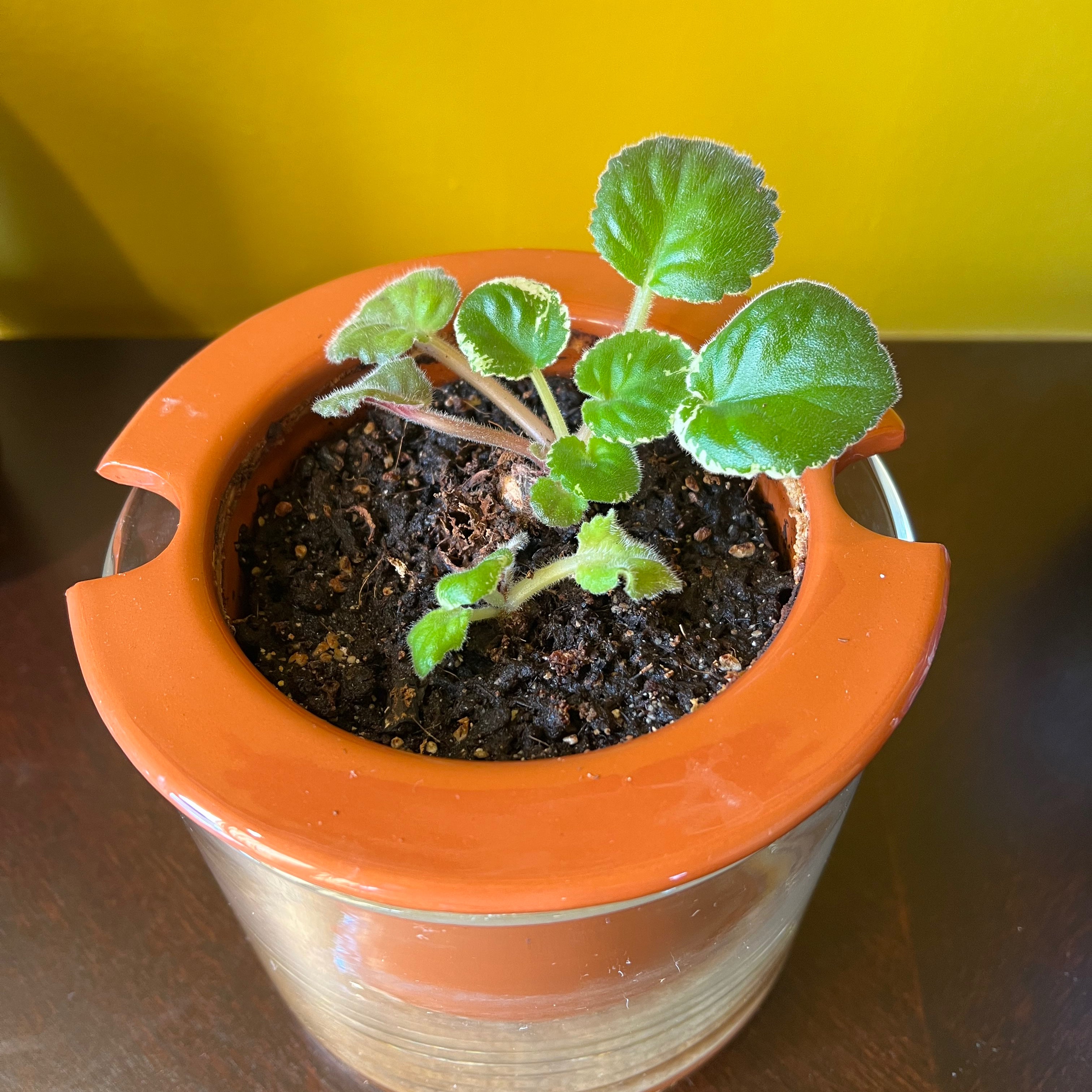 Propagating African Violet: Step-by-step Guide