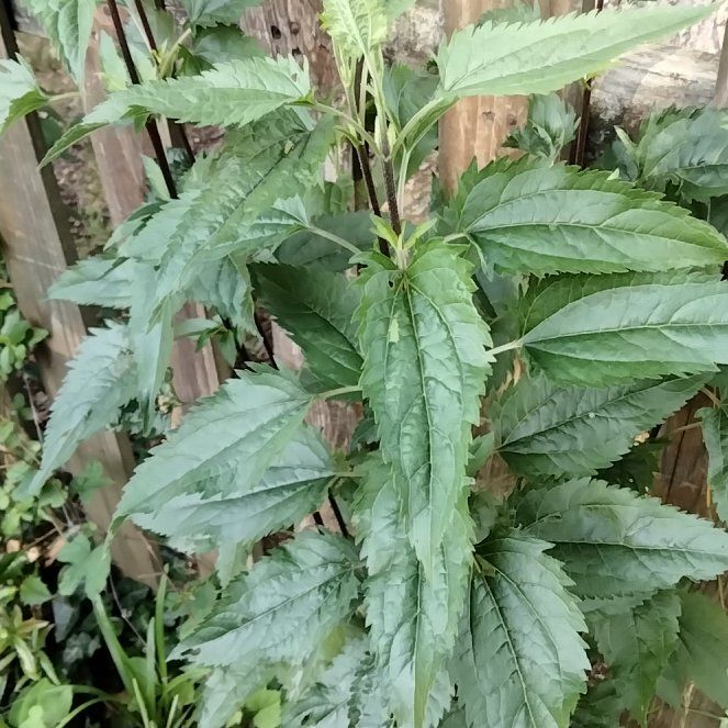 Achilles | A plant by @GoddessCosmo on Greg