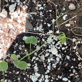 Gherkin: How Much Water & Light Does it Need to Thrive?