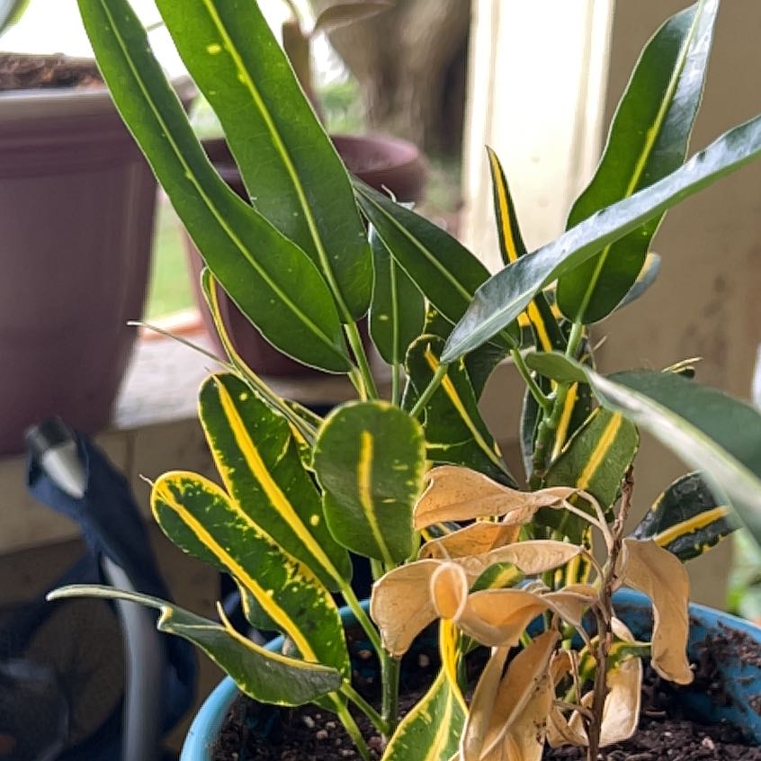 How to Care for Exotic Angel Plant: Mastering Water, Sunlight & More