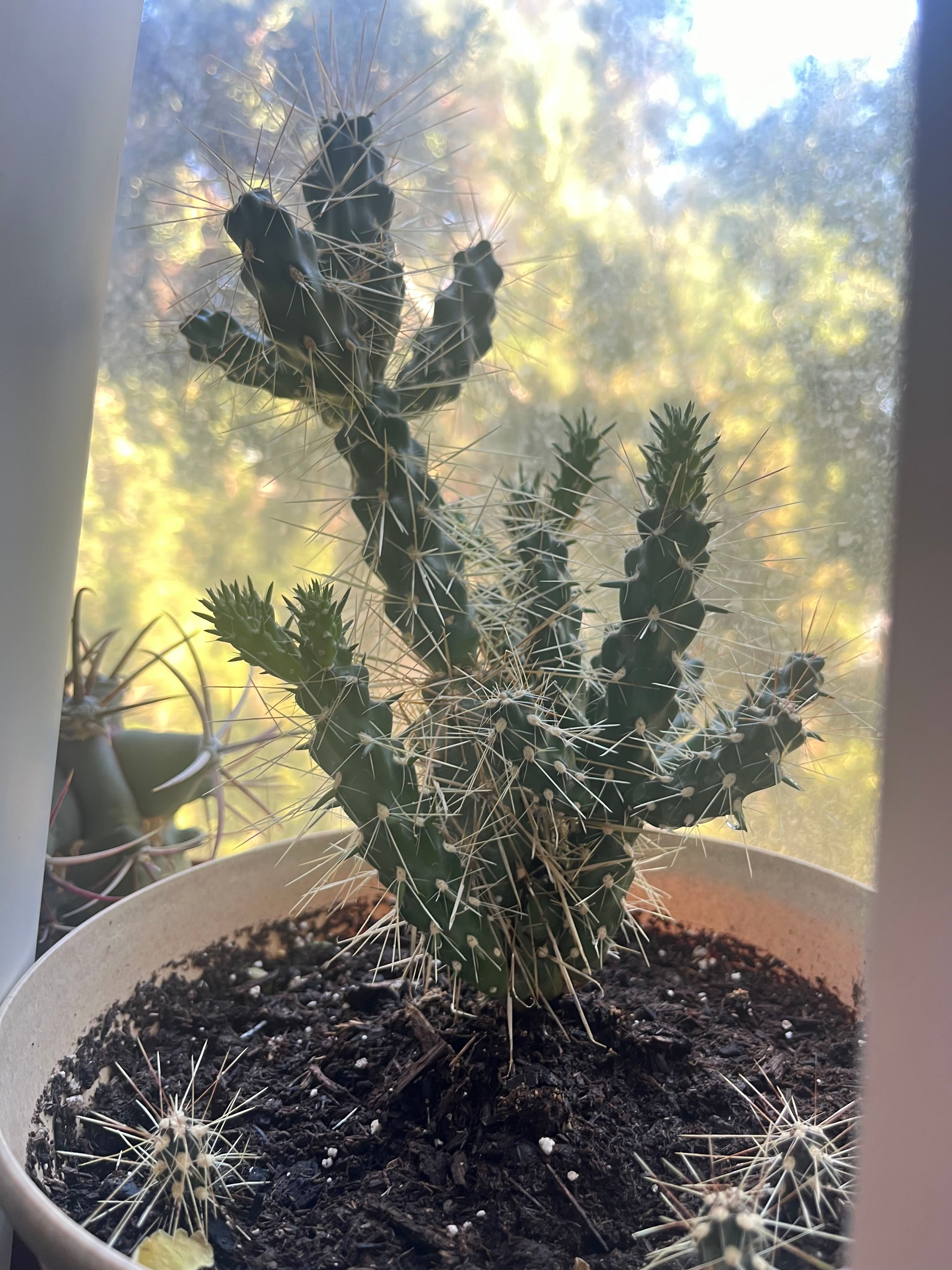 Tree Cholla Care 101: Water, Light & Growing Tips