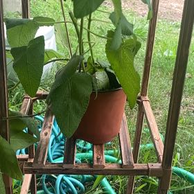 Blue Arrowhead Sage: How Much Water & Light Does it Need to Thrive?