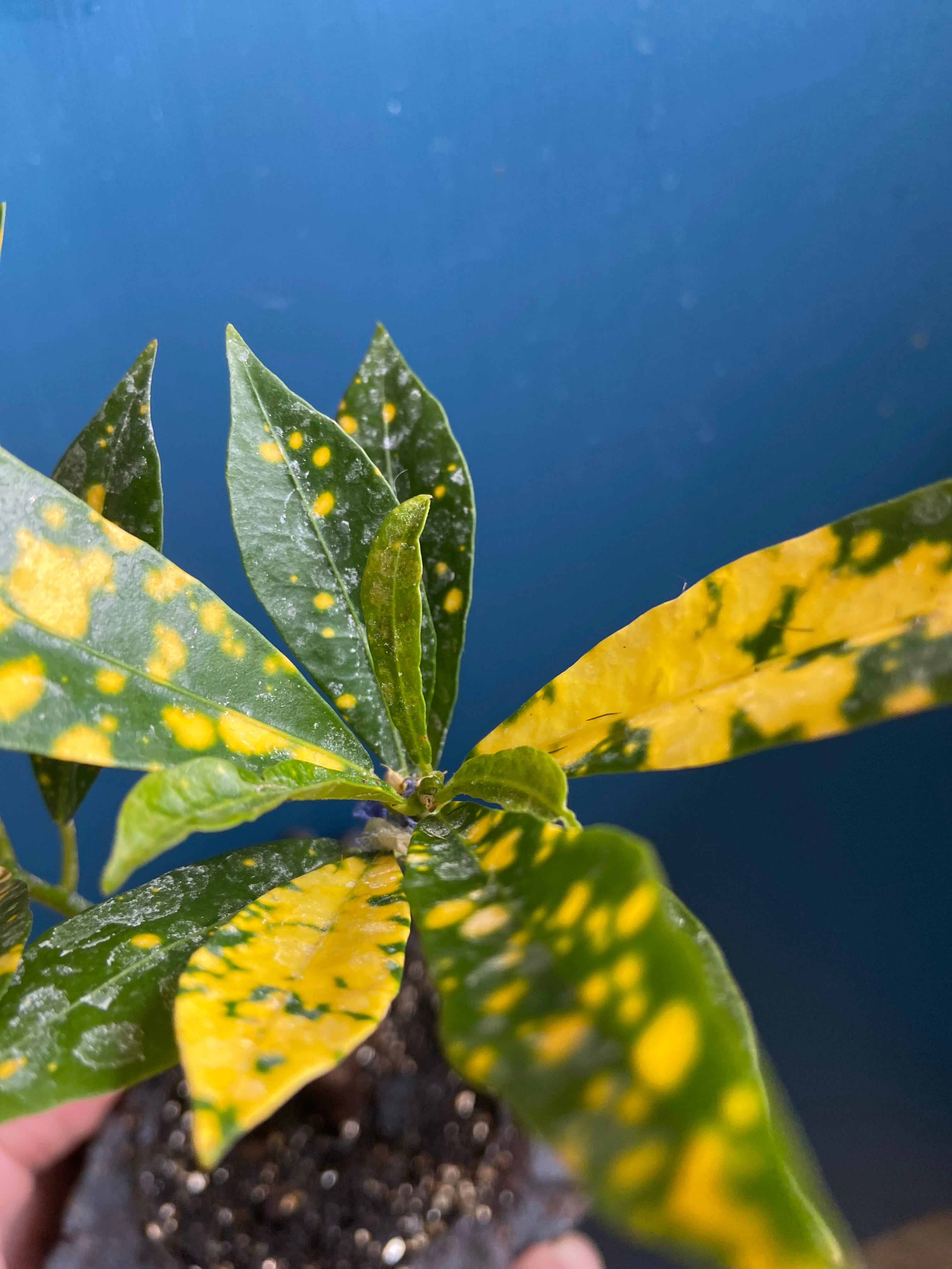 Croton Nervia Plant Care: Water, Light, Nutrients | Greg App 🌱