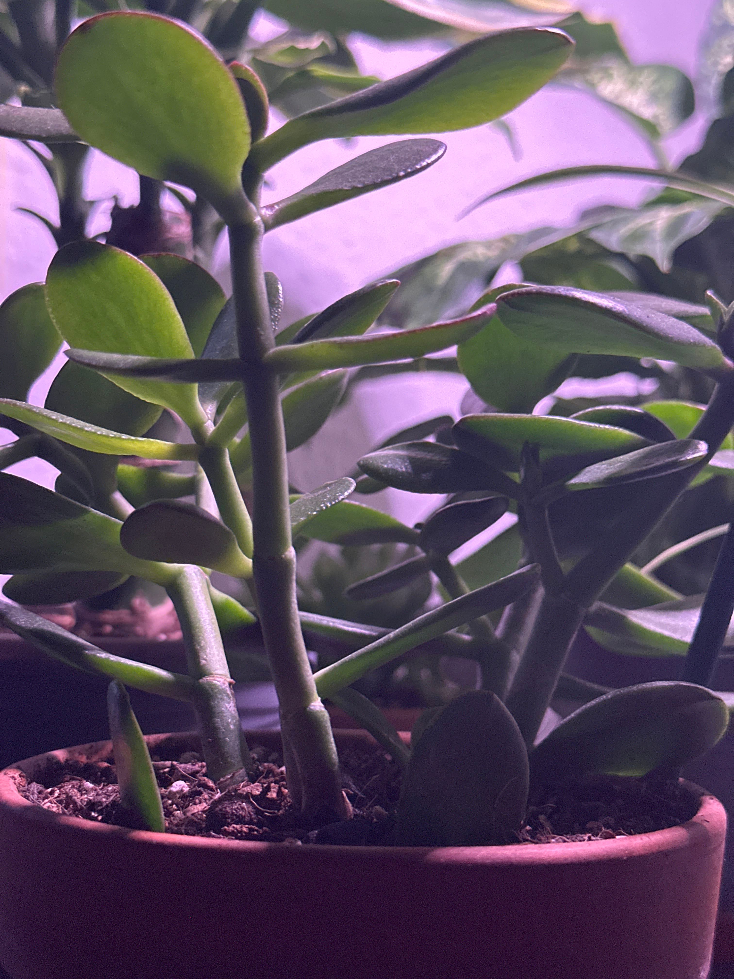 How to Care for Miniature Jade Plant: Mastering Water, Sunlight & More