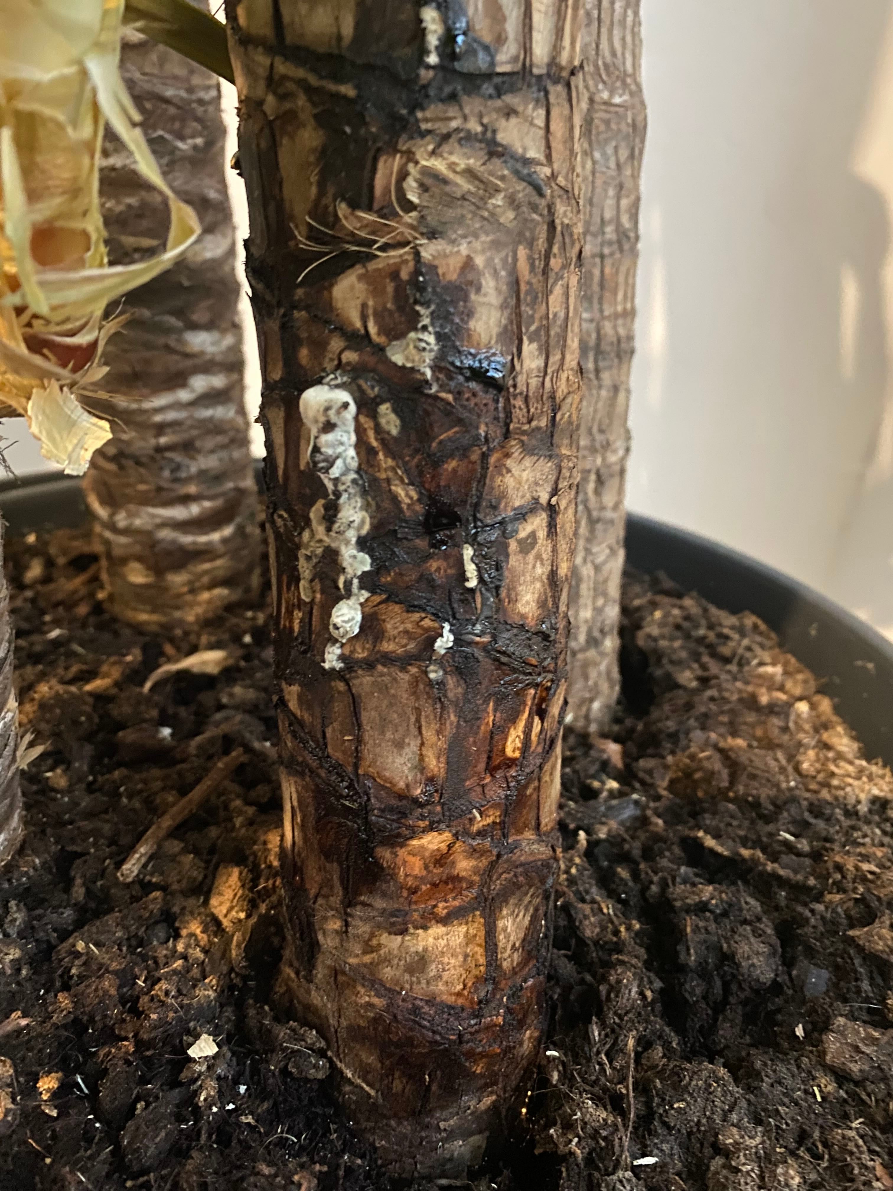Help! Have this mould growing on the trunk of my Yucca. W...
