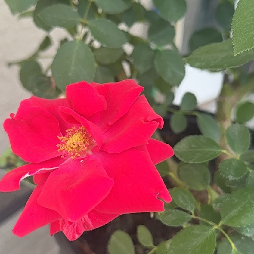How to Care for Blaze Climbing Rose: Mastering Water, Sunlight & More