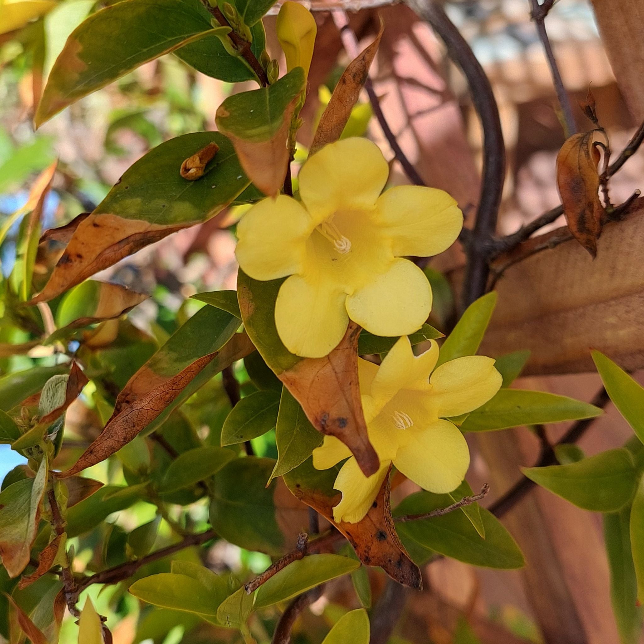 Propagating Carolina Jessamine: Step-by-Step Guide