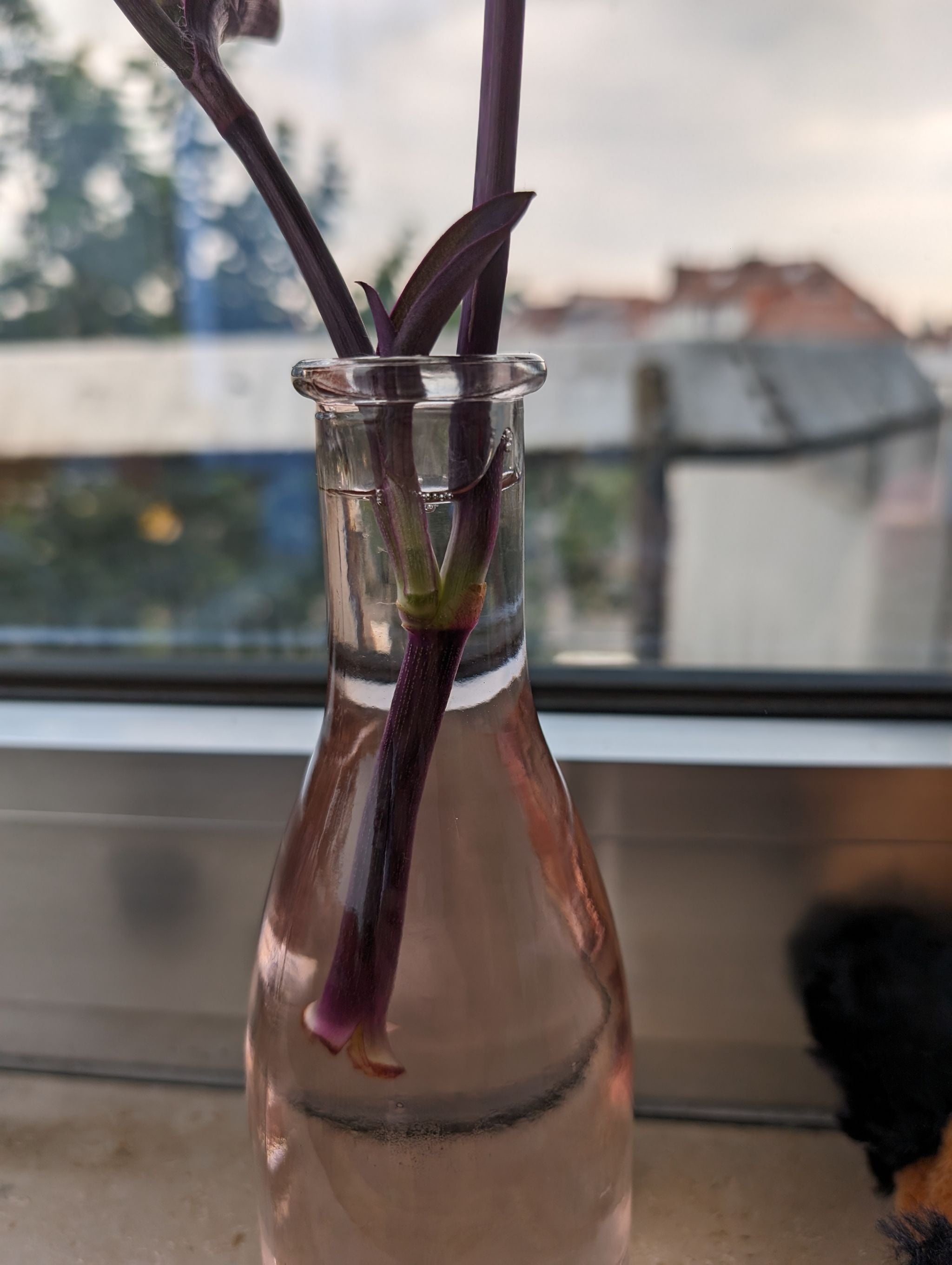 How to Care for Purple Heart: Mastering Water, Sunlight & More