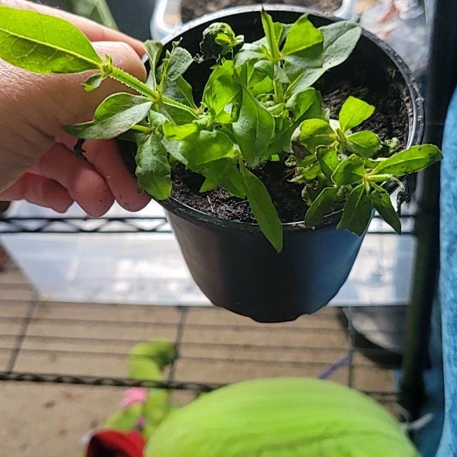 Wild Madder Plant Care: Water, Light, Nutrients | Greg App 🌱