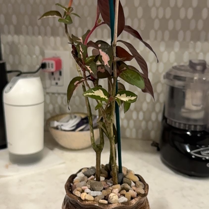 Jamaican Croton Care 101: Water, Light & Growing Tips