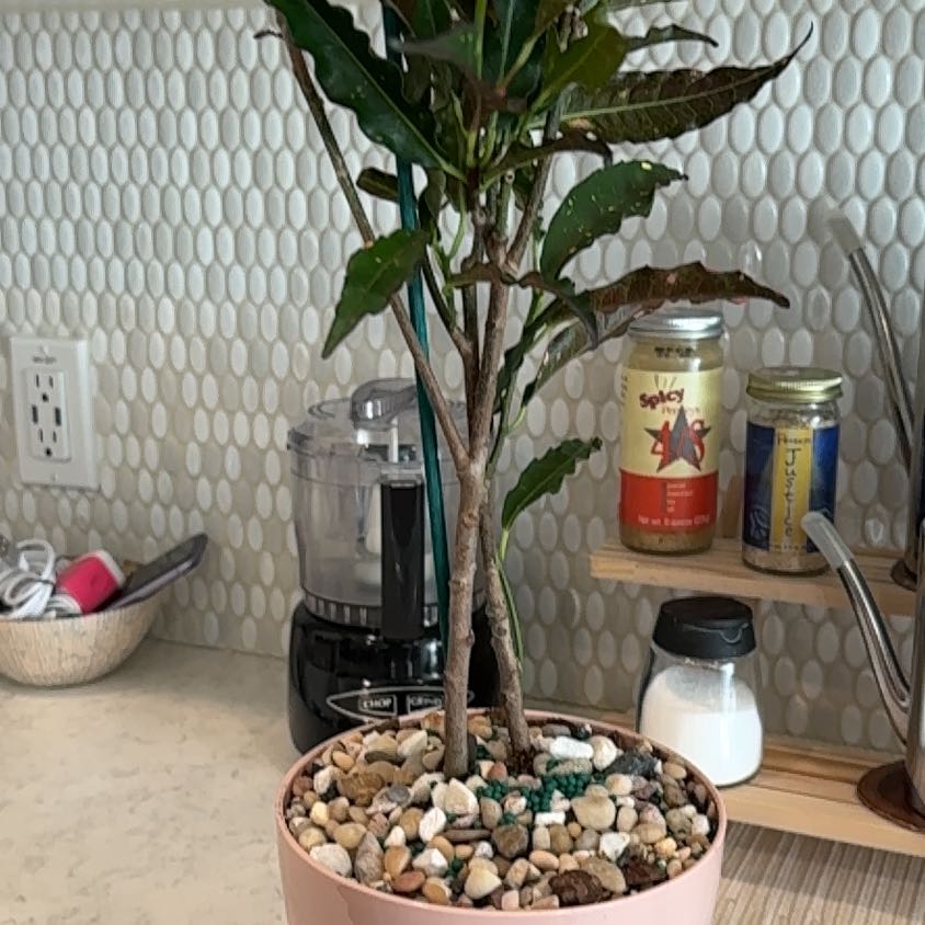 Codiaeum 'Pie Crust' Plant Care: Water, Light, Nutrients | Greg App 🌱