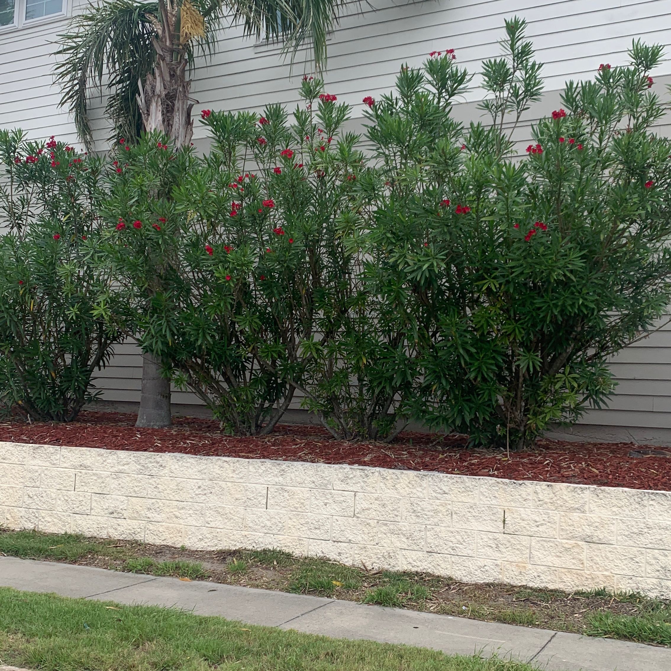 How to Prune Oleander