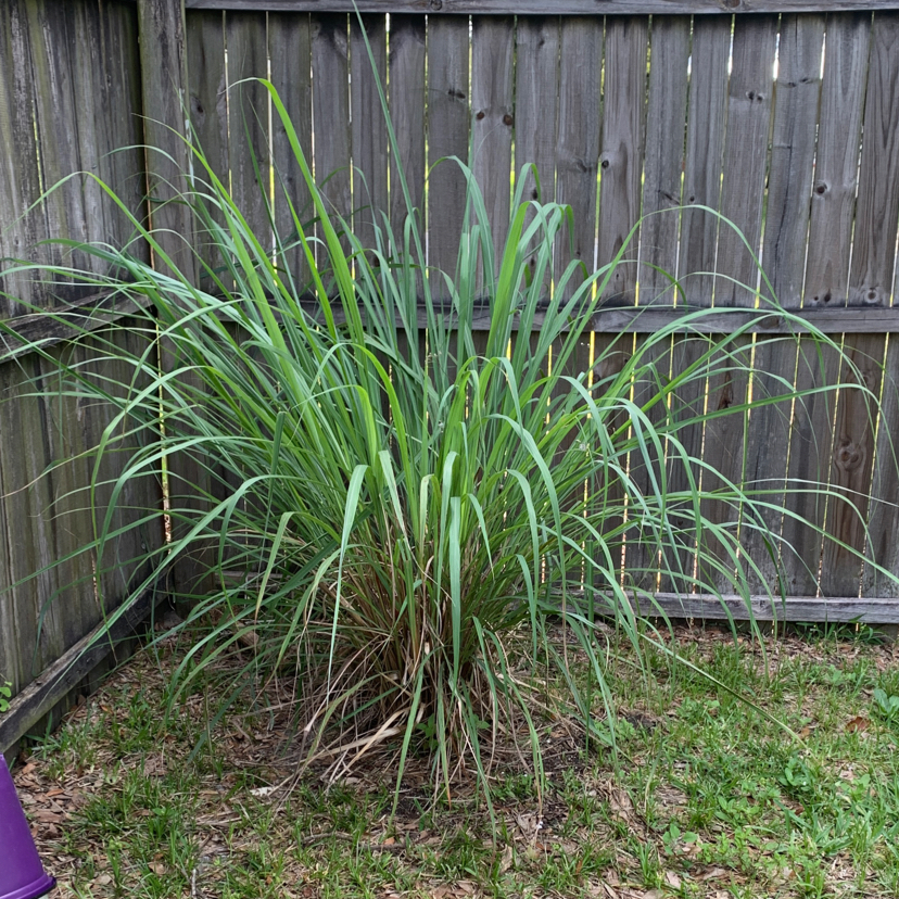 10 Benefits of Having a Lemon Grass