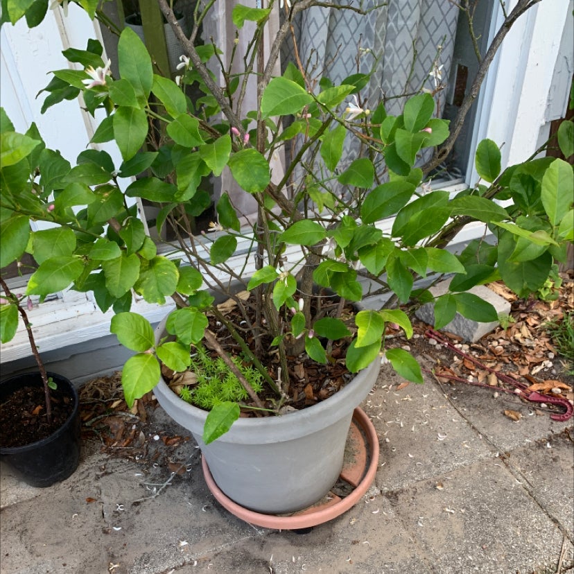 Personalized Key Lime Tree Care: Water, Light, Nutrients | Greg App