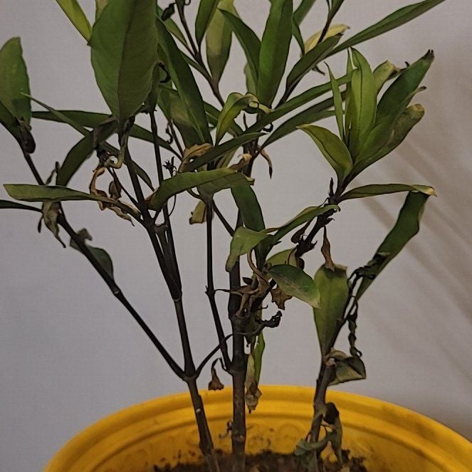 The Complete Justicia flava Plant Care Guide: Water, Light & Beyond