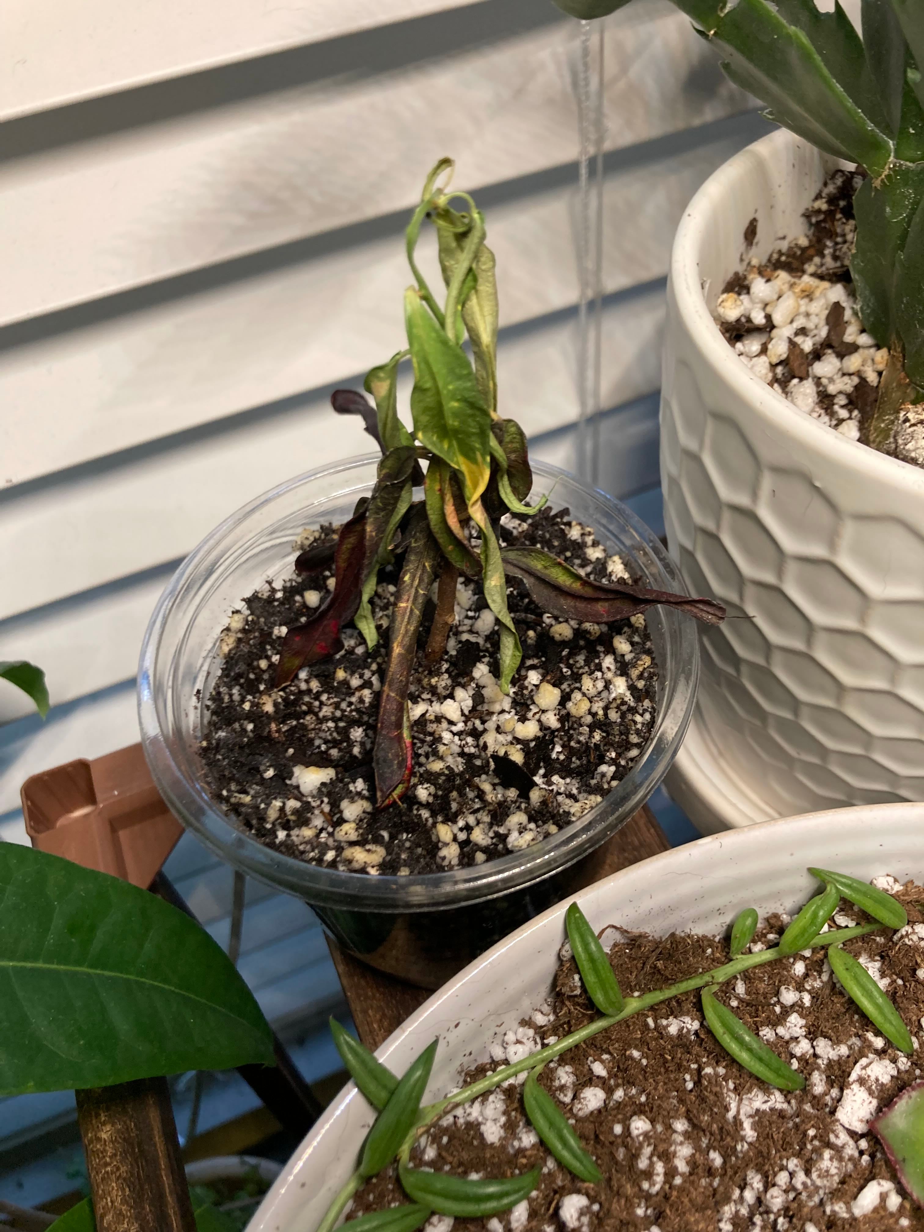 The Complete Gold Dust Croton Plant Care Guide: Water, Light & Beyond