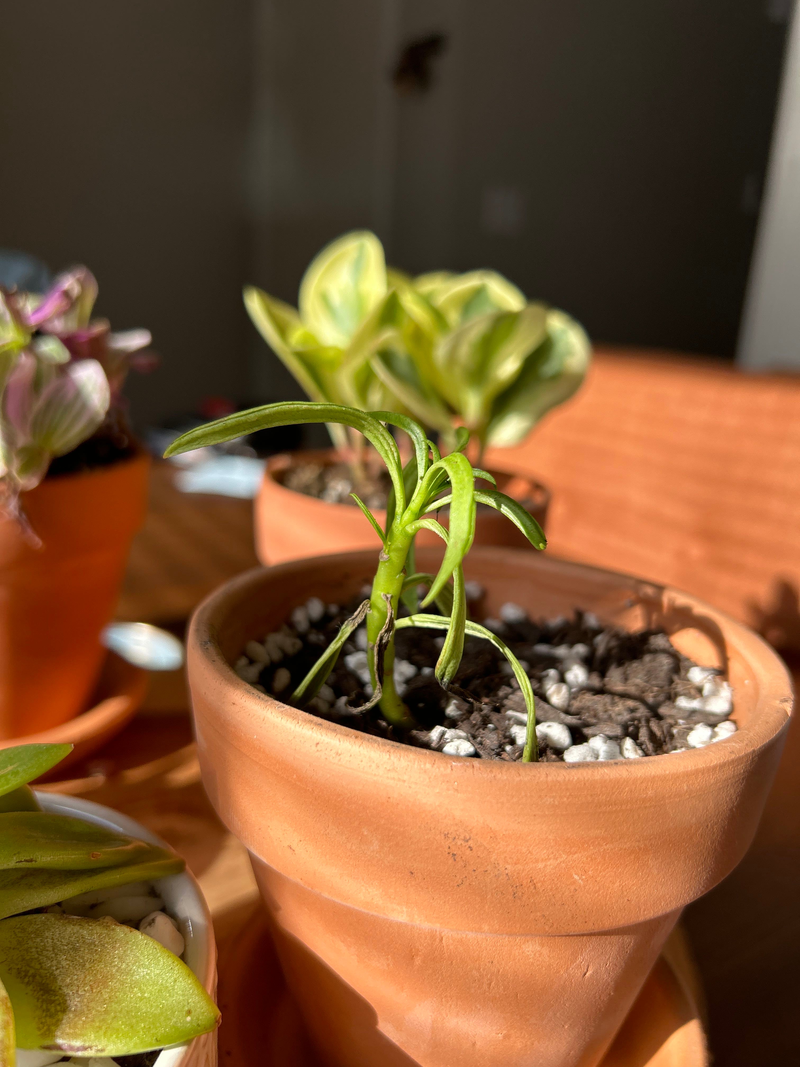 Peperomia 'Dragon Skin' Care 101: Water, Light & Growing Tips
