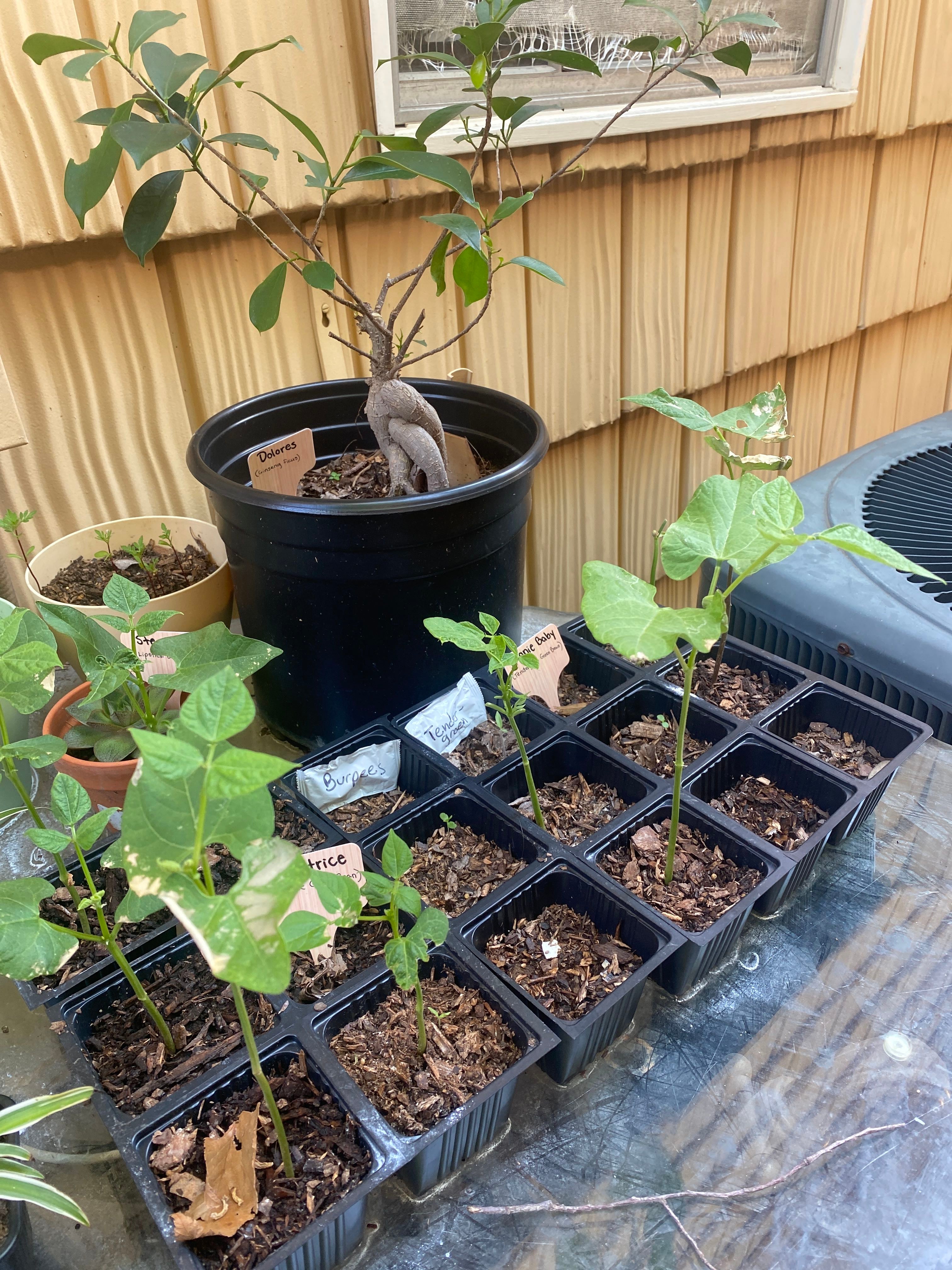 Green Beans: How Much Water & Light Does it Need to Thrive?