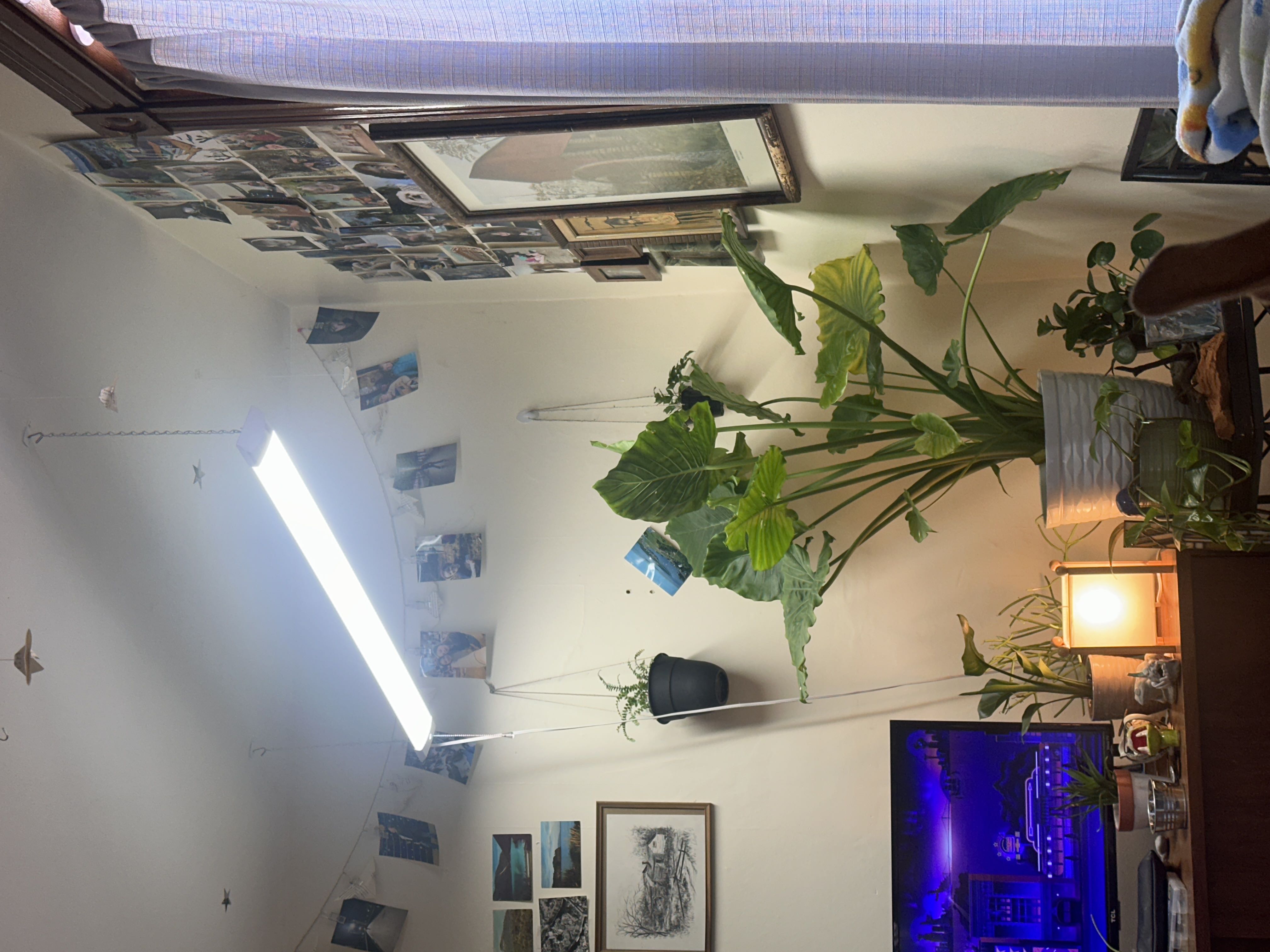 Elephant Ear Bikini-Tini Plant Care: Water, Light, Nutrients | Greg App 🌱