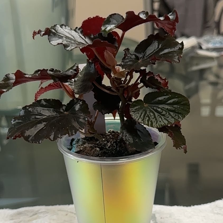 Begonia 'Black Magic' Plant Care: Water, Light, Nutrients | Greg App 🌱