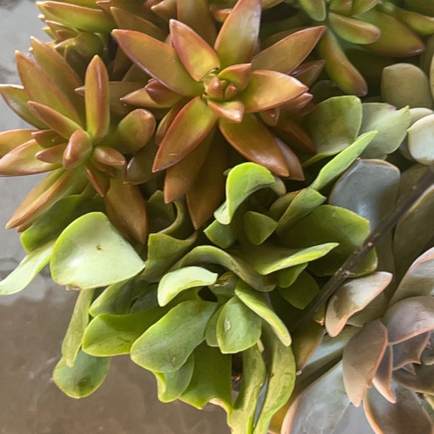 Xena | A plant by @PromptImpatiens on Greg