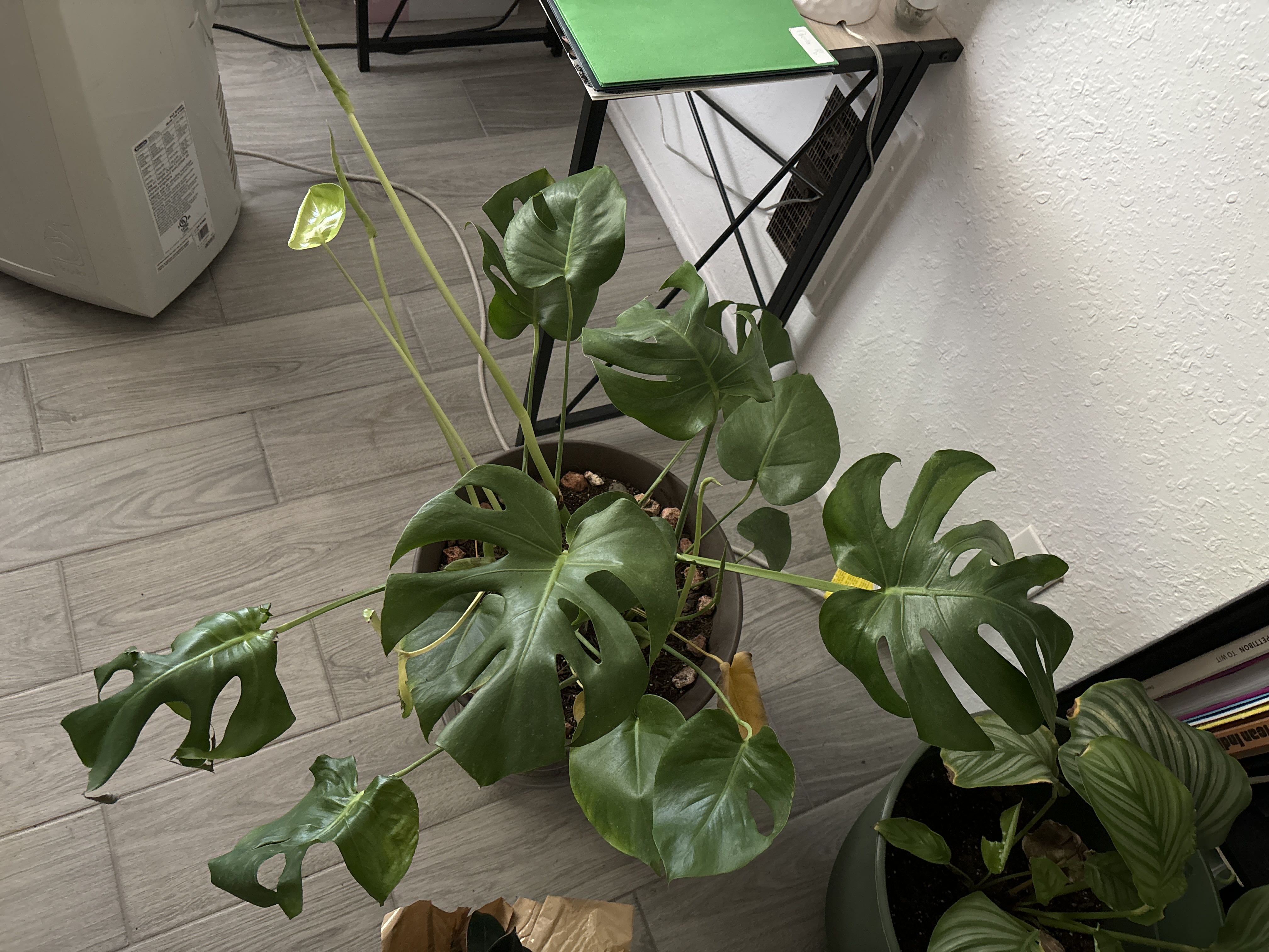 How To Fix Brown Spots On Monstera Leaves 🍃