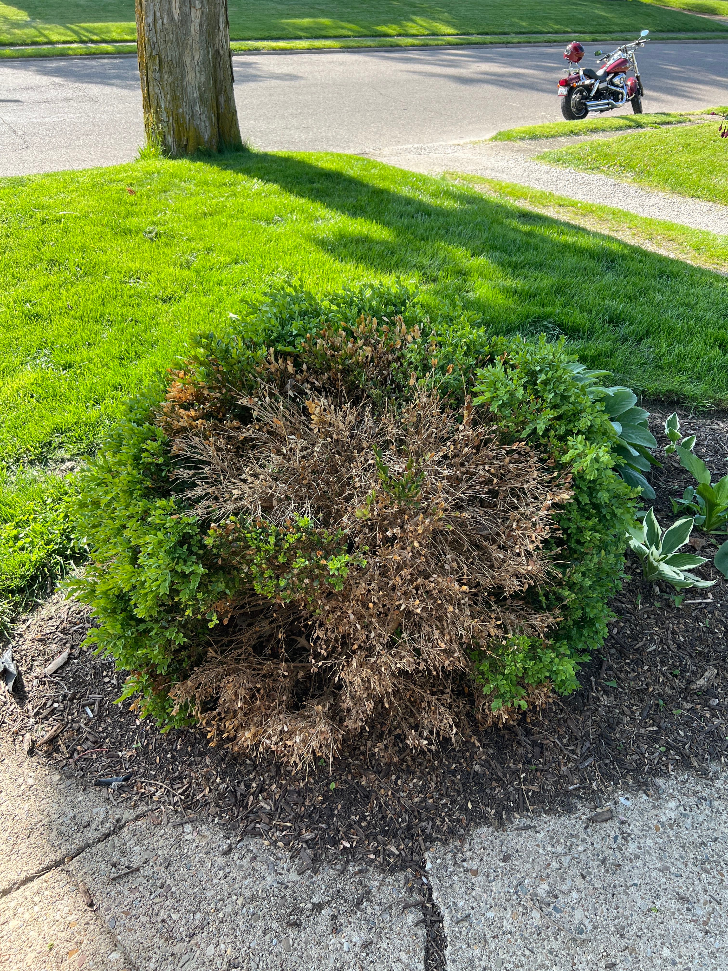 Soil Recommendations for Common Boxwood