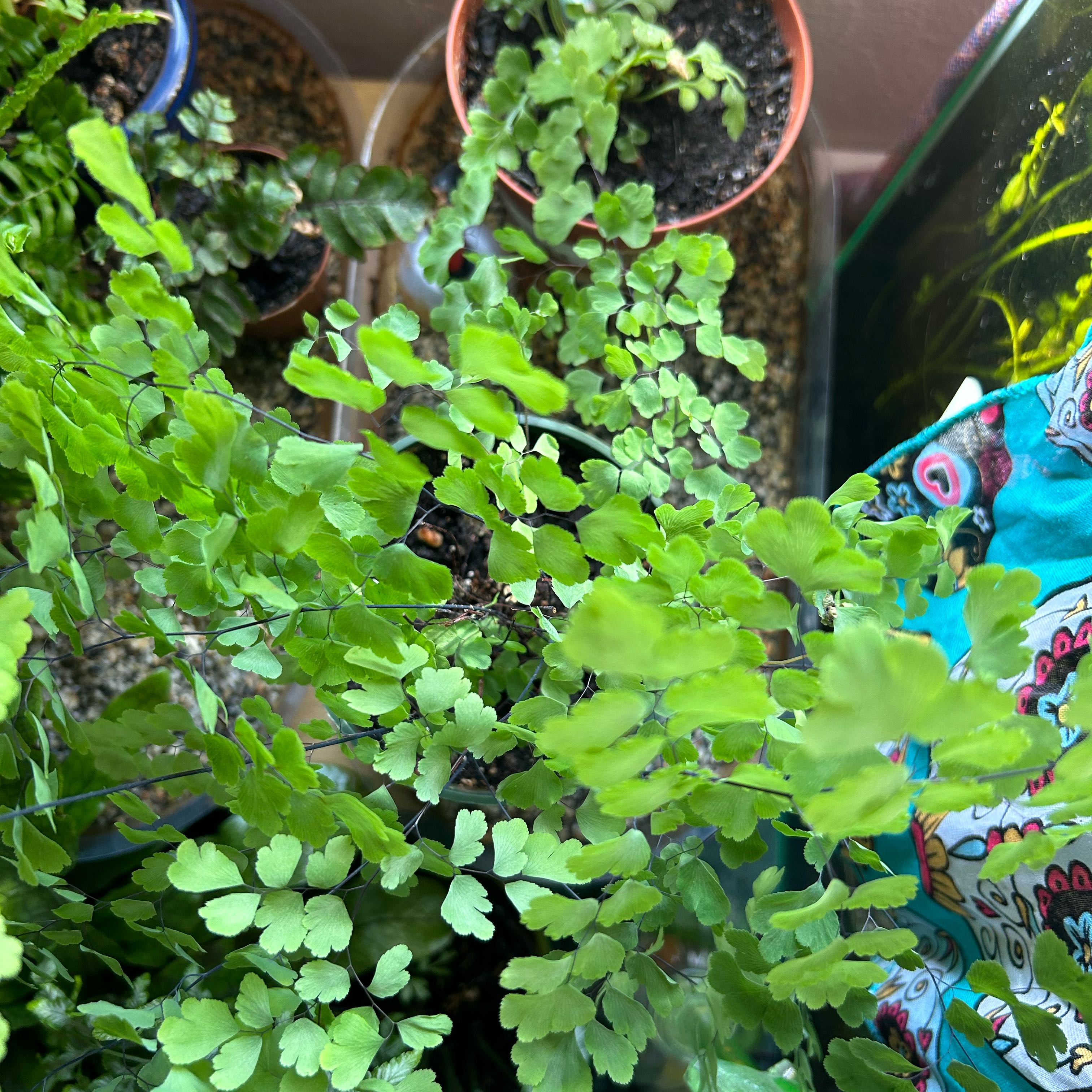 Darwin | A plant by @KeyHindswillow on Greg