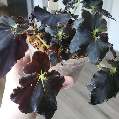 Begonia 'Black Mamba' Plant Care: Water, Light, Nutrients | Greg App 🌱