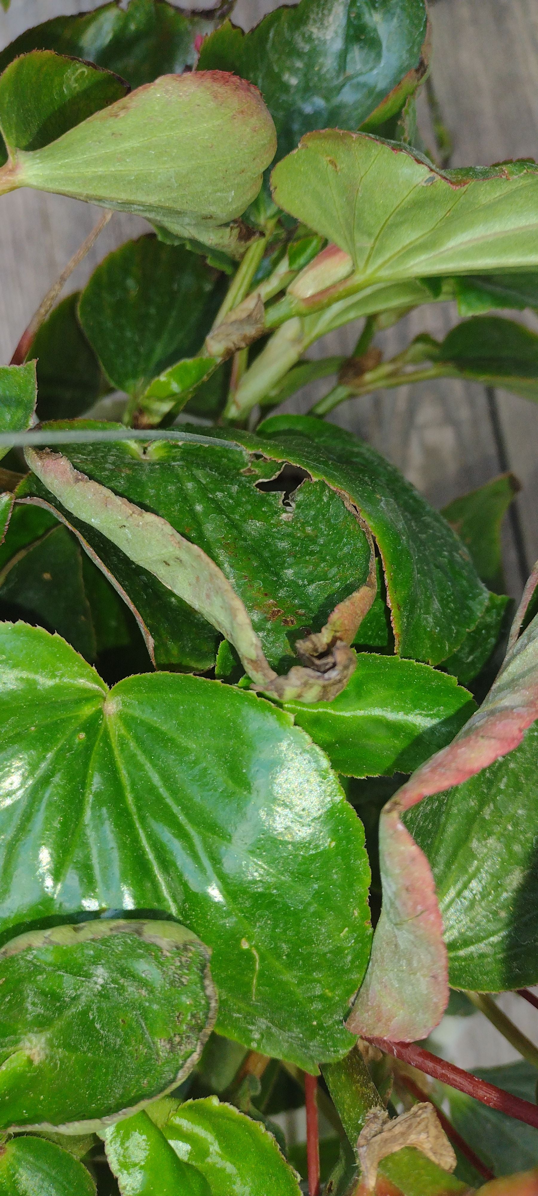How to Care for Fuchsia Begonia 'Rose': Mastering Water, Sunlight & More