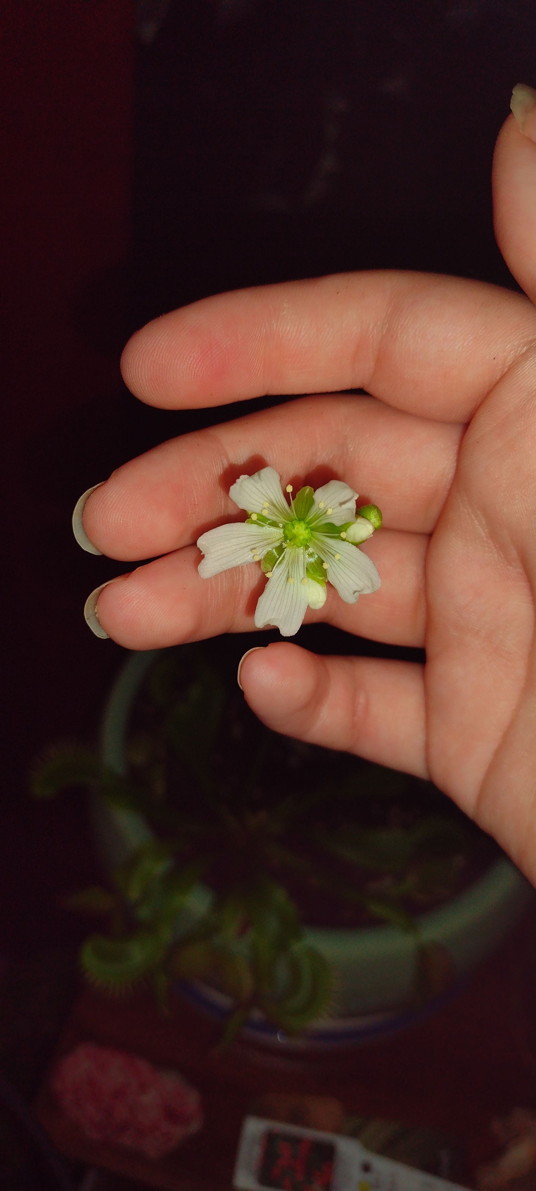 A flower has opened! #happyplants #carnivorousplants #ven...