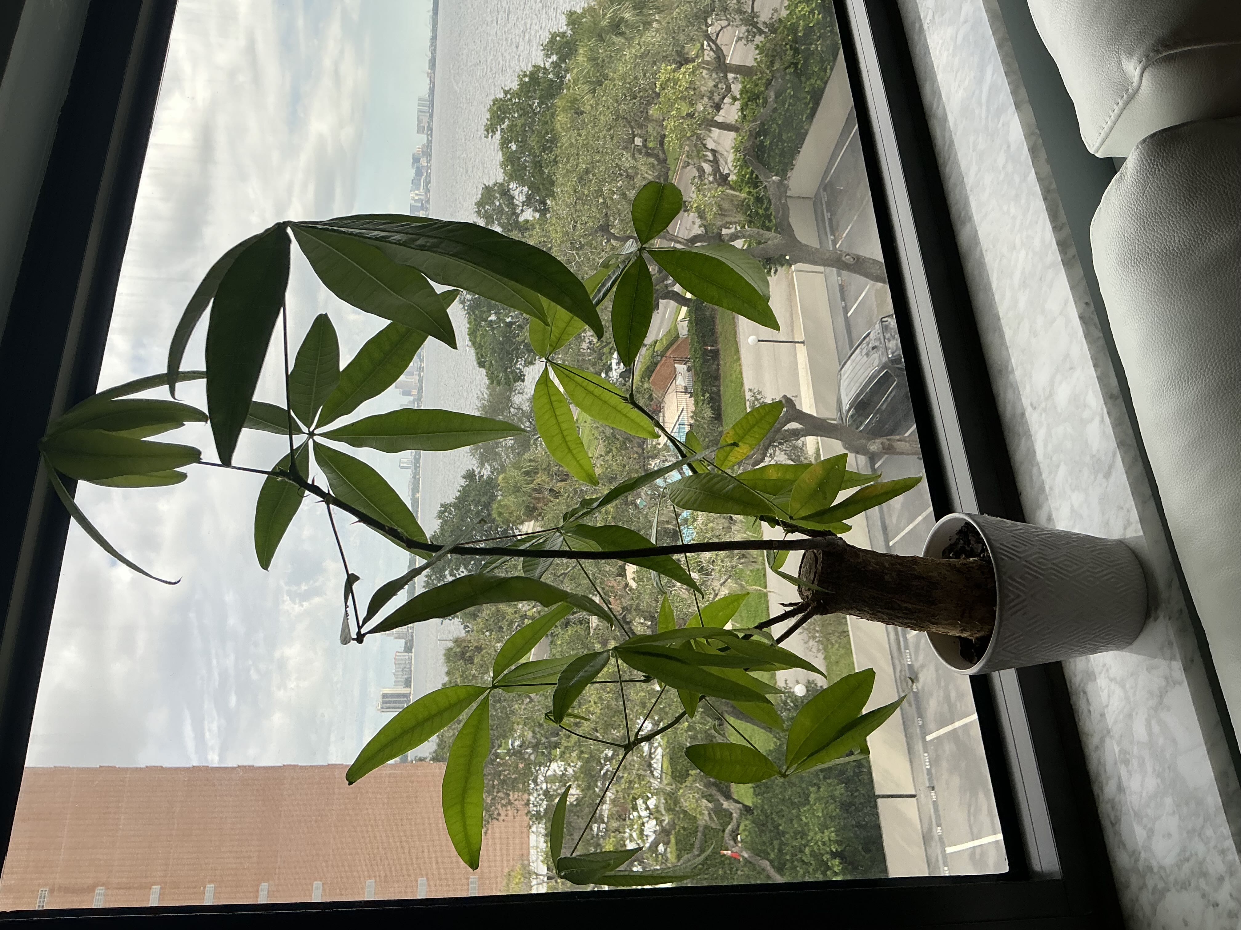 💰 Step-by-Step Guide to Growing Money Tree Indoors
