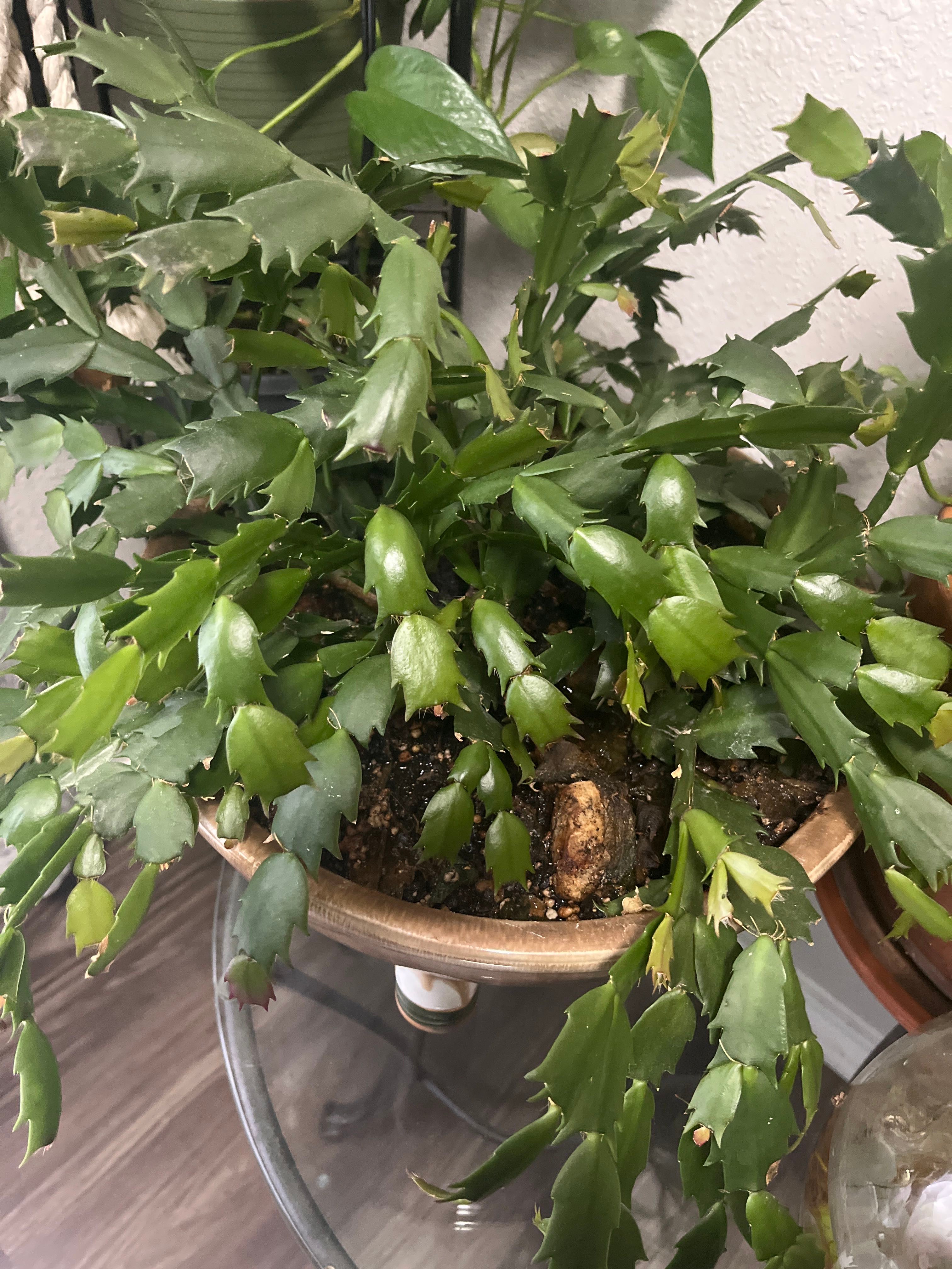 The Complete False Christmas Cactus Plant Care Guide: Water, Light & Beyond