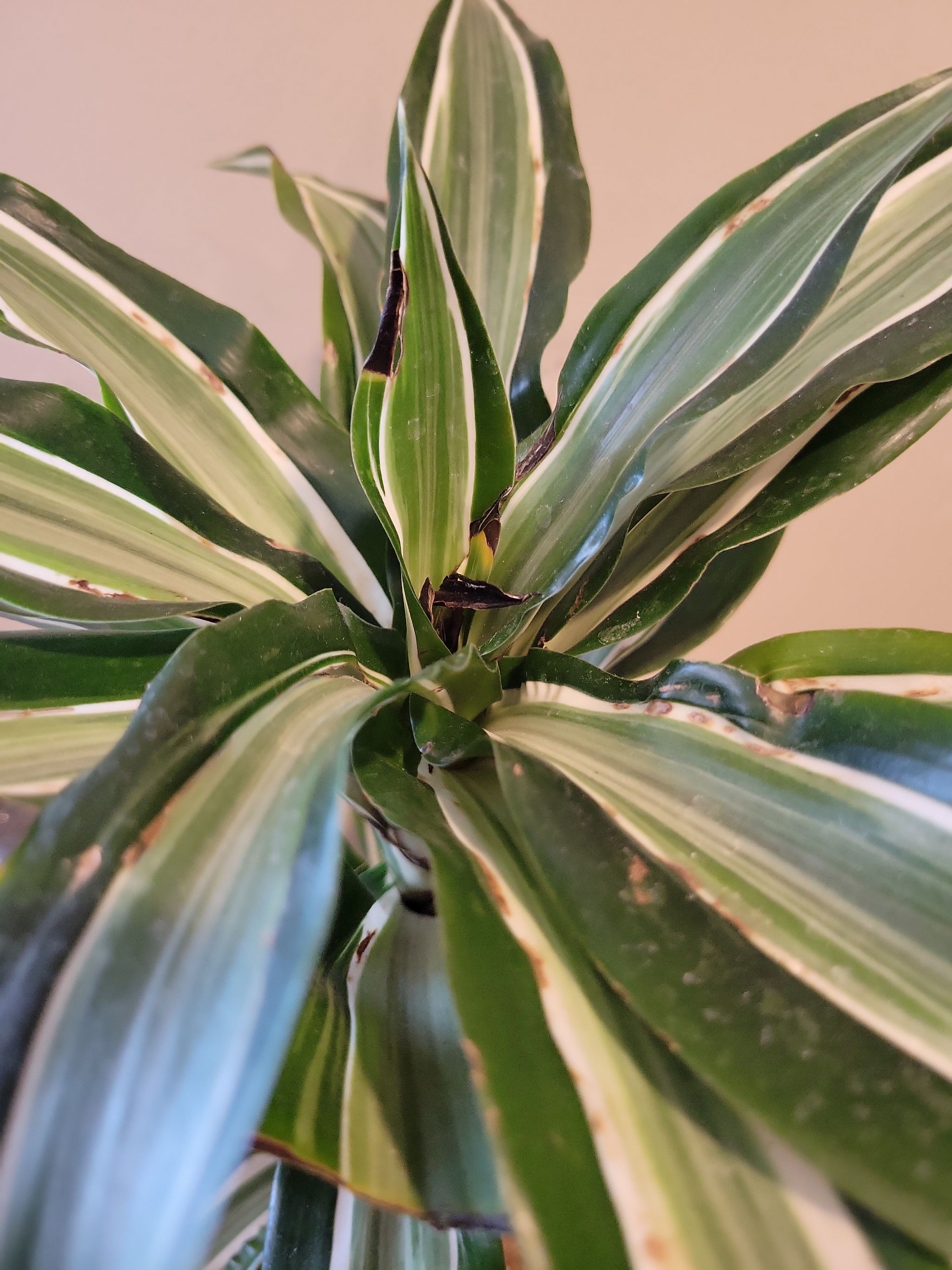 Propagating 🐉 Dragon Tree: Step-by-step Guide