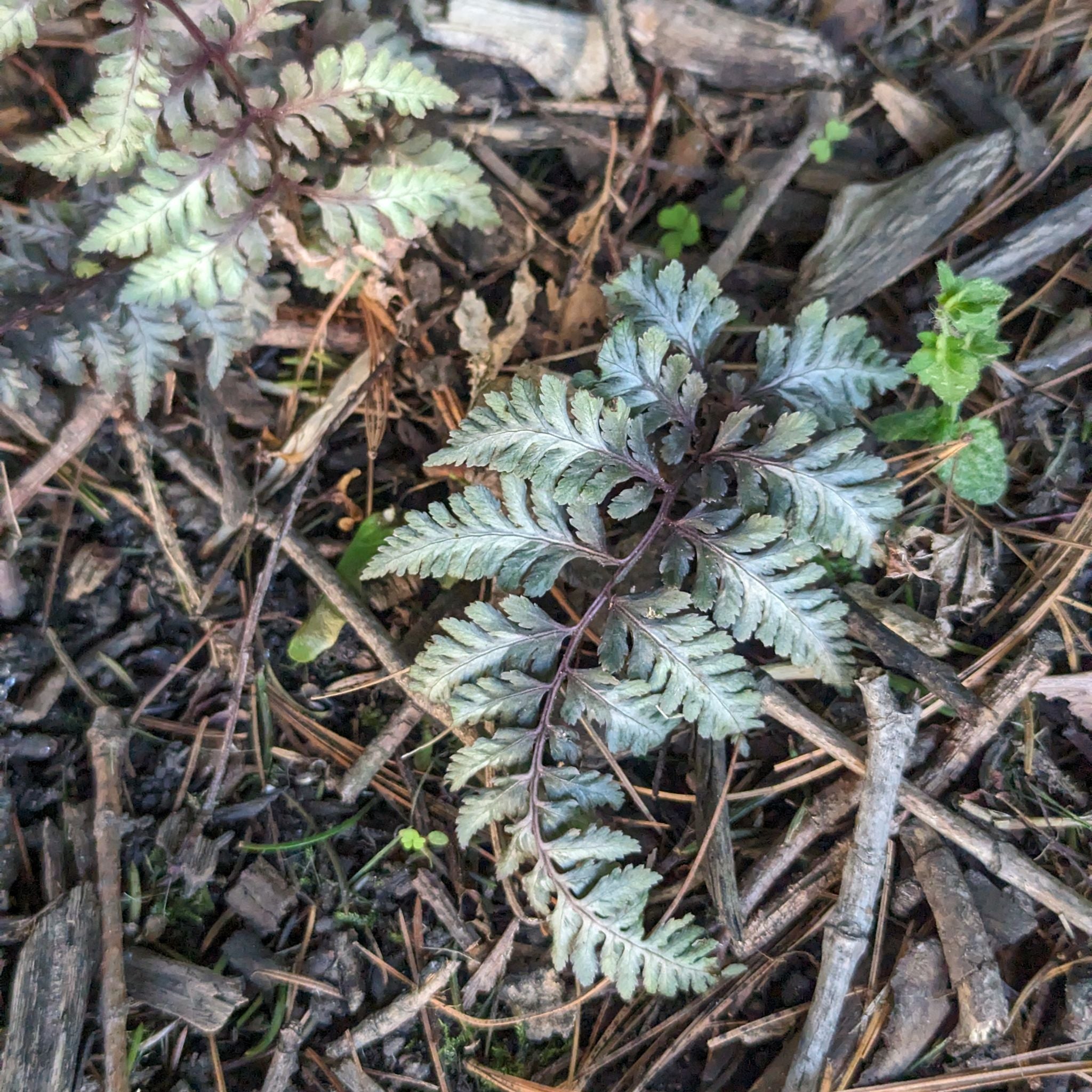 What Are The Bugs on My Japanese Painted Fern? 🐛