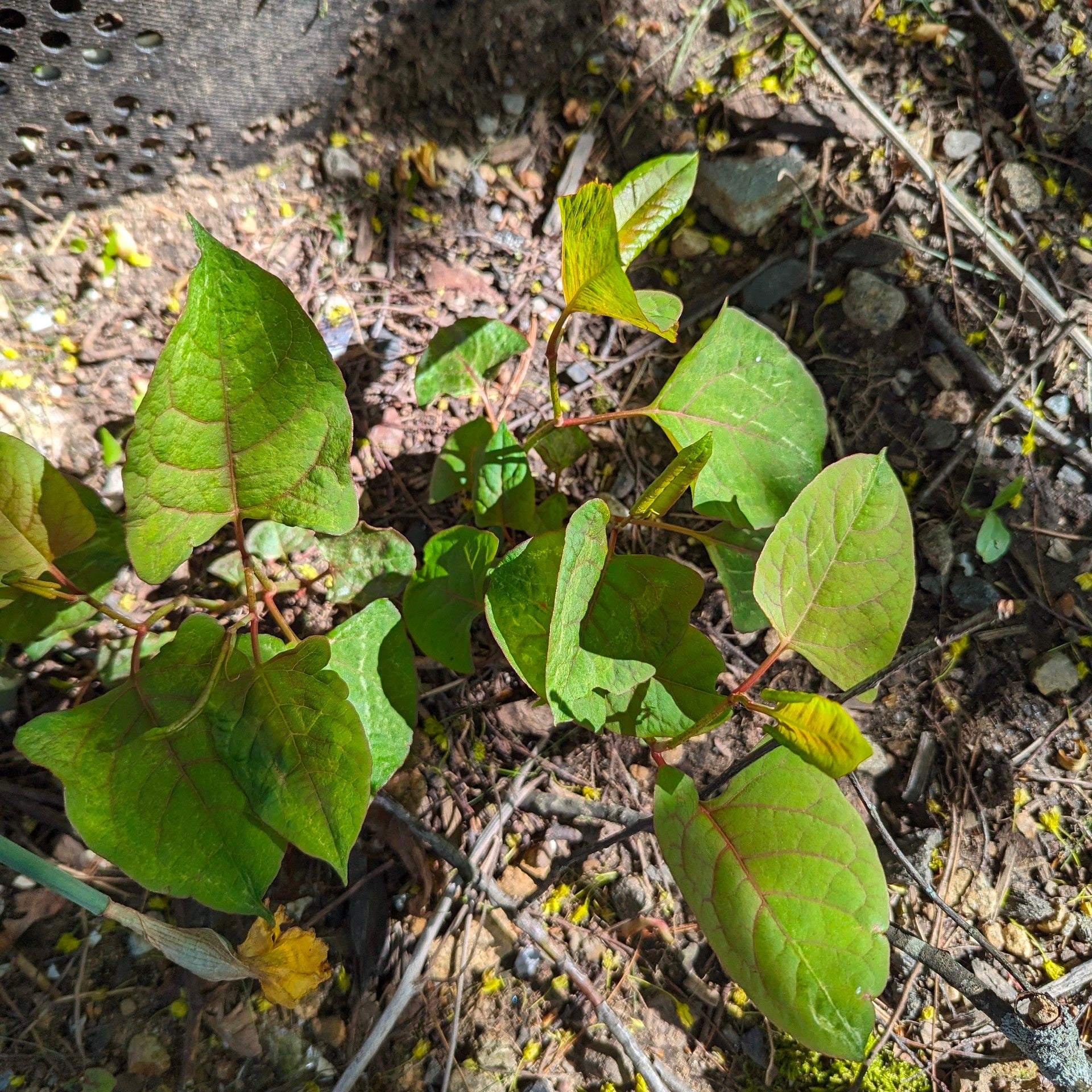 10 Advantages of Having a Japanese Knotweed