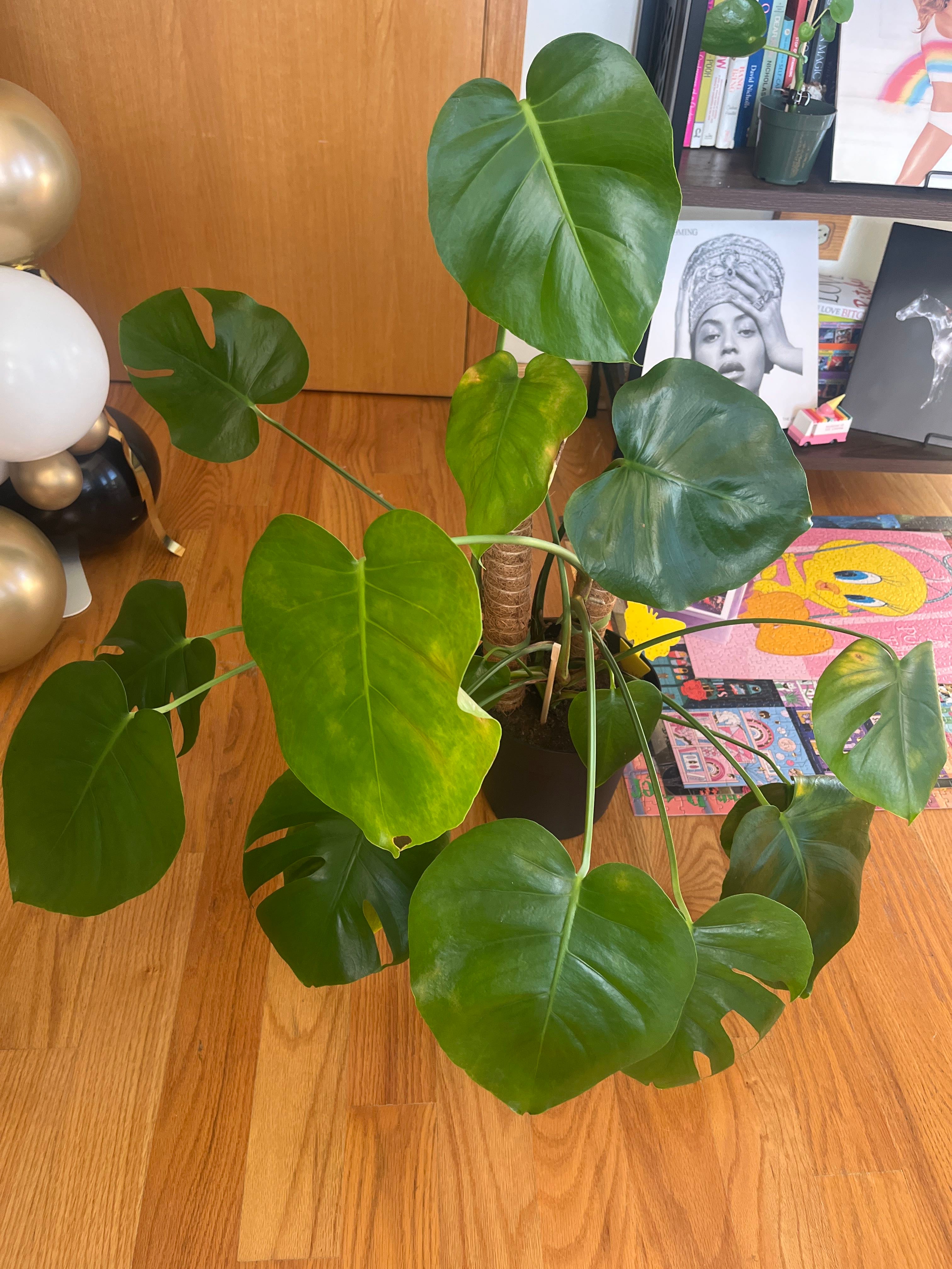 Velvet Shingler Monstera Plant Care: Water, Light, Nutrients | Greg App 🌱