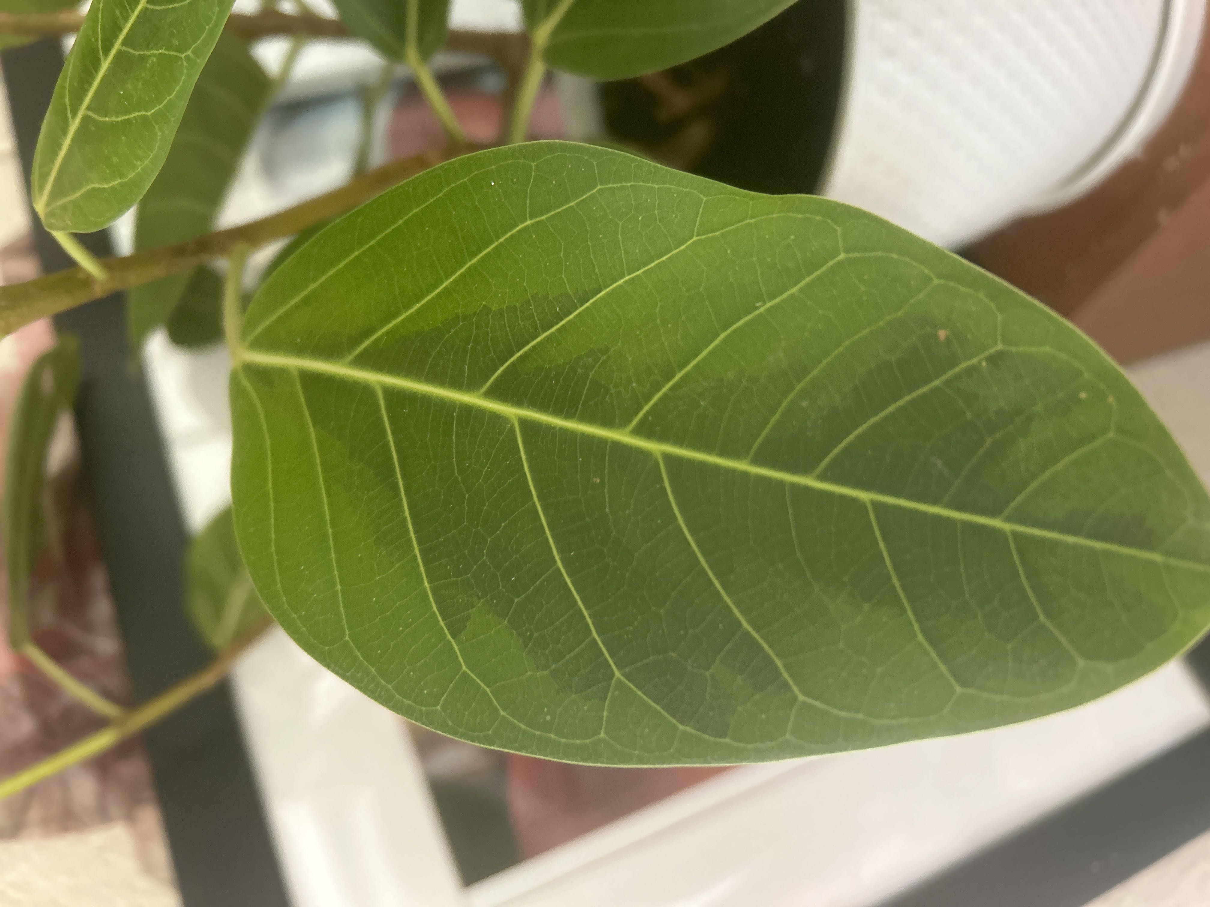 Why Are There Black Spots On My Audrey Ficus Leaves?