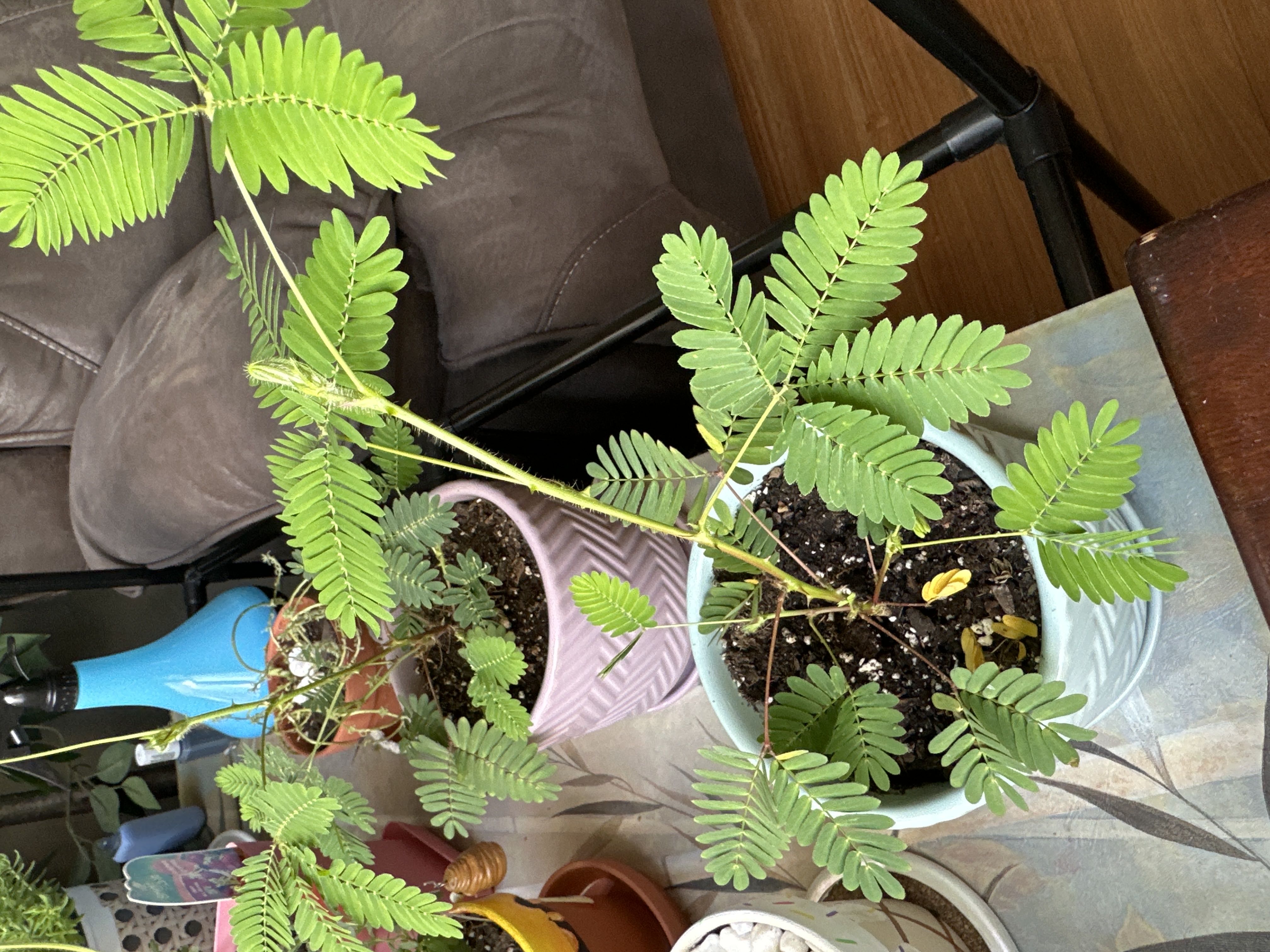 Bottom leaves turning bright yellow then falling off! Hel...