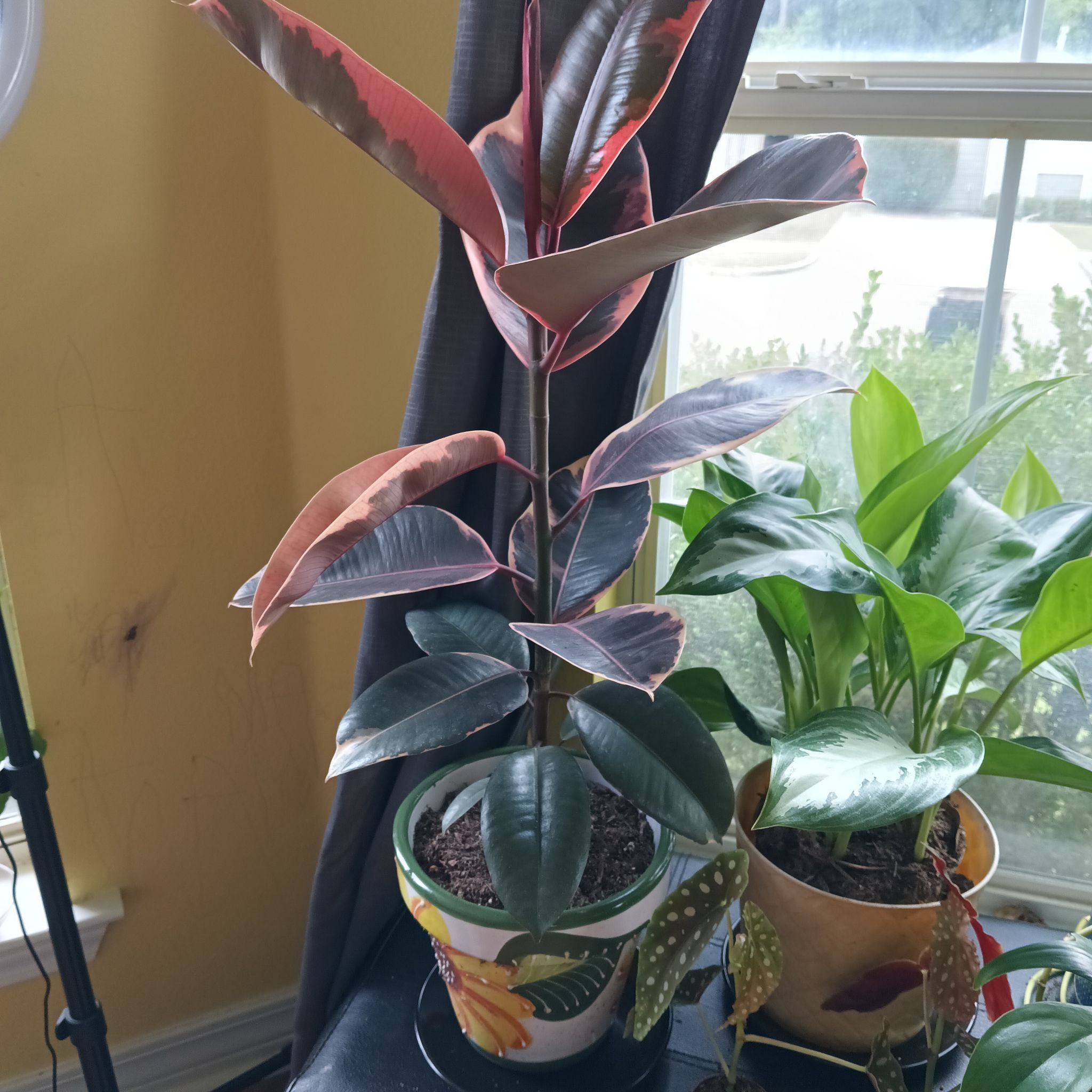 Why Are There Black Spots on My Ficus 'Belize' Leaves?