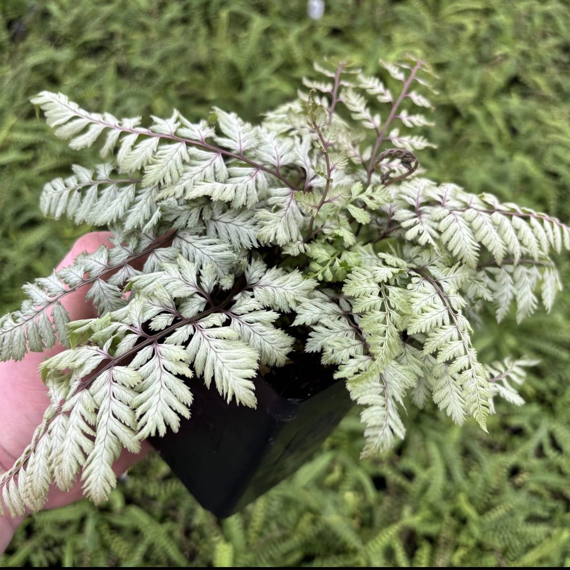 10 Benefits of Having a Japanese Painted Fern