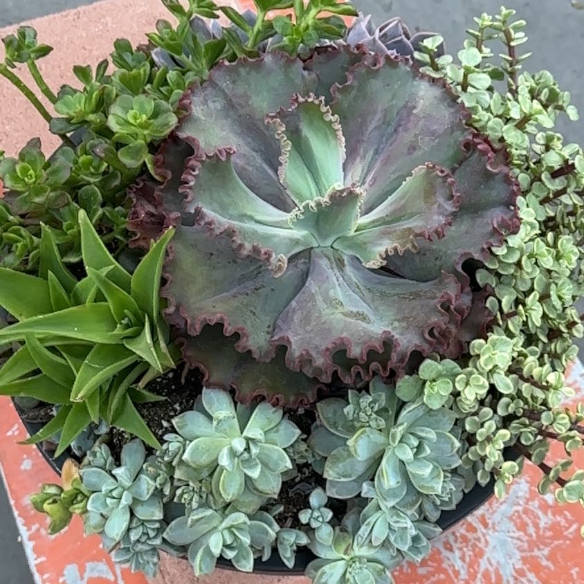 Tree Diddy | A plant by @FruitfulCardoon on Greg