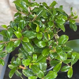 The Complete Fujian Tea Plant Care Guide: Water, Light & Beyond