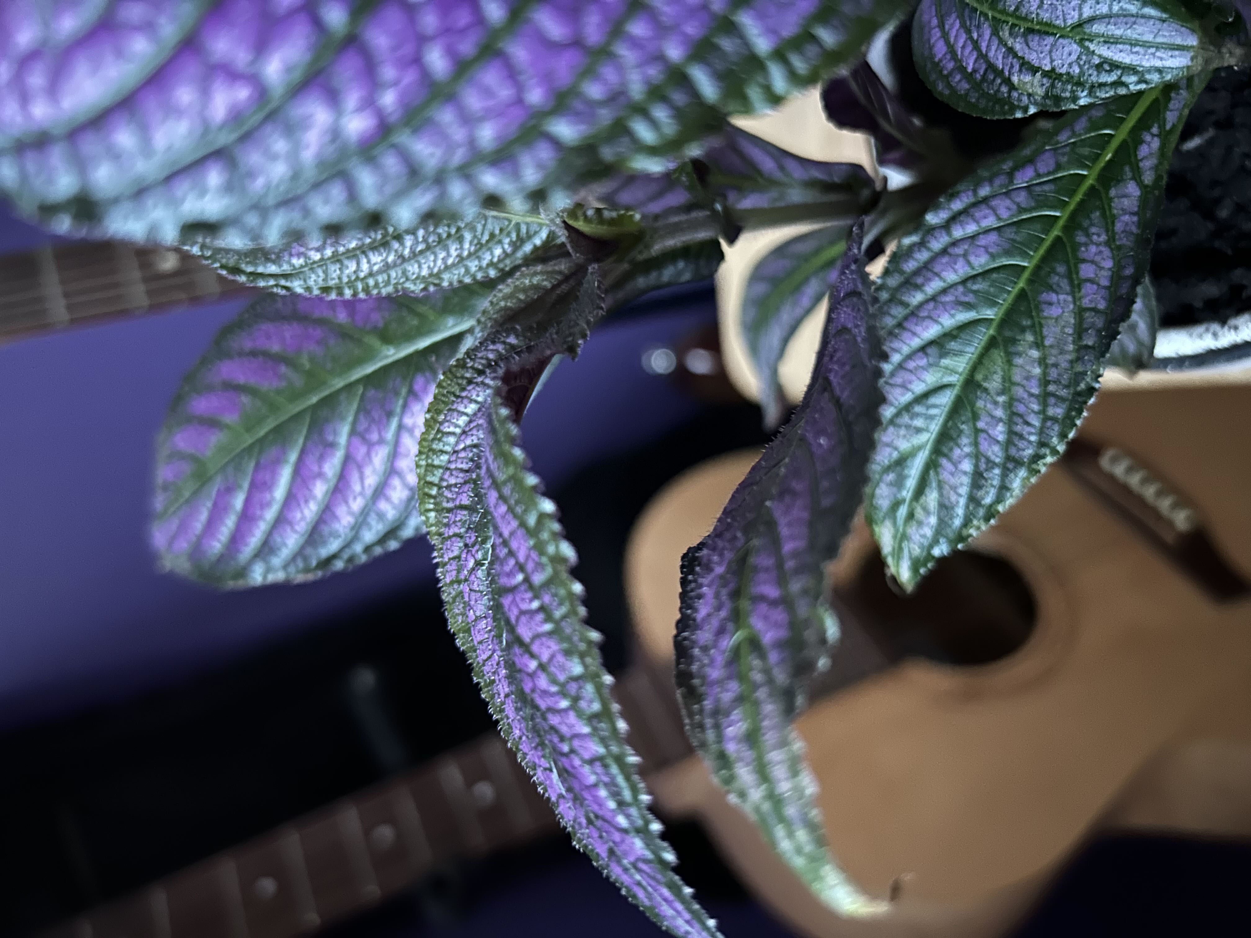 How Do I Propagate My Persian Shield?